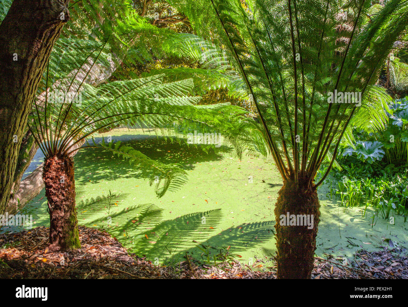 Farn trees in the jungle from Lost gardens of Heligan Cornwall England ...