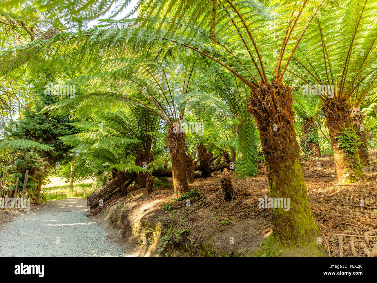 Farn trees in the jungle from Lost gardens of Heligan Cornwall England ...