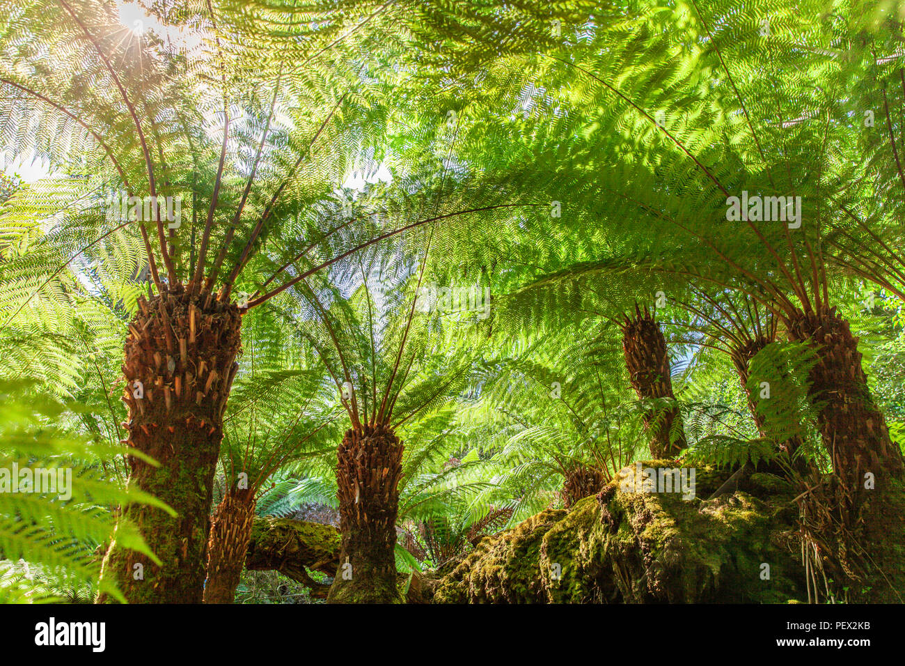 Farn trees in the jungle from Lost gardens of Heligan Cornwall England ...