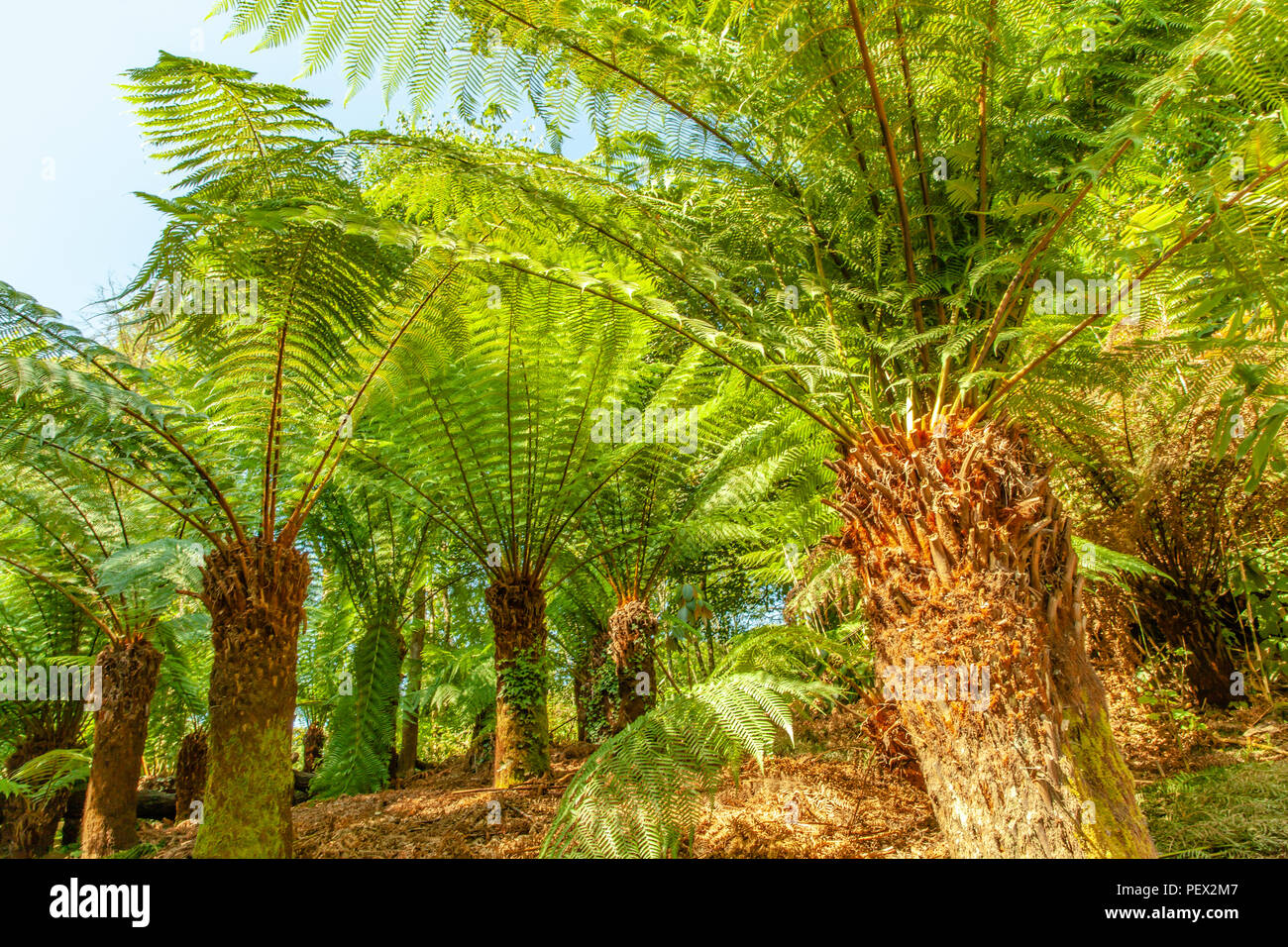 Farn trees in the jungle from Lost gardens of Heligan Cornwall England ...