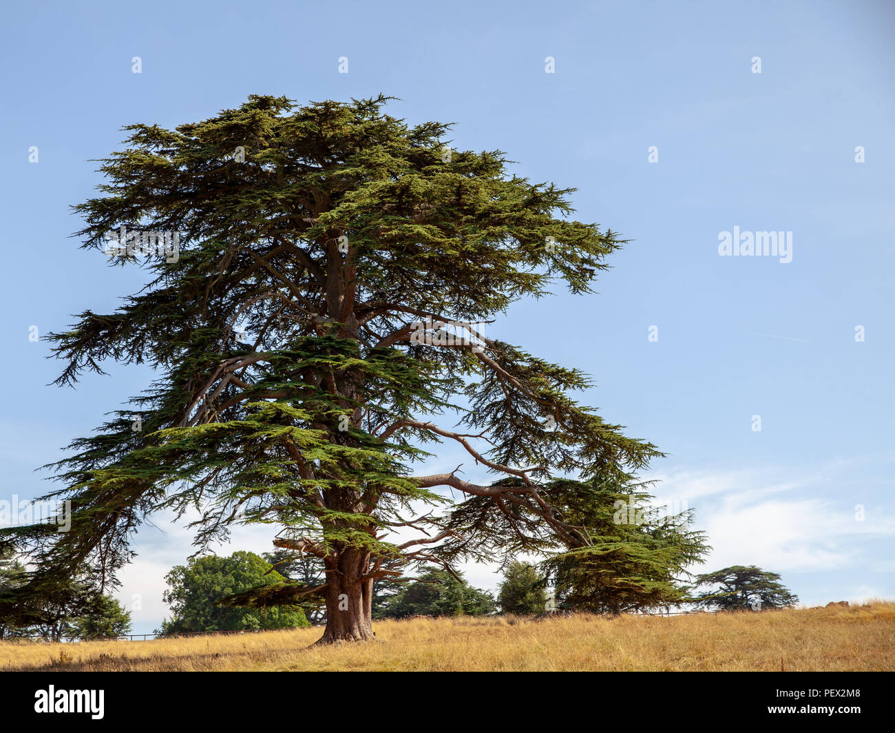 Lebanon Cedar Trees at Jessica Fly blog