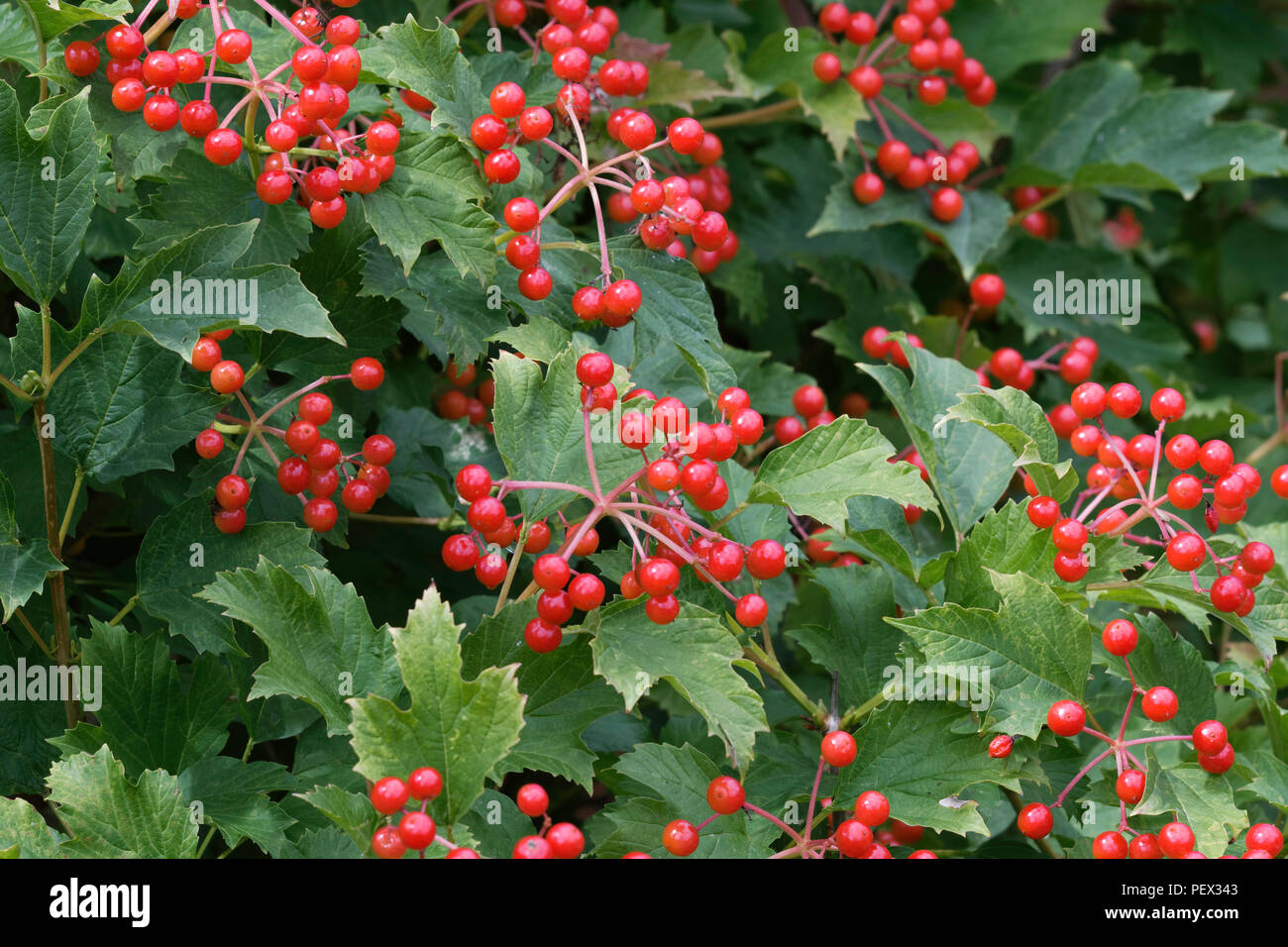 Early Autumn berries on a Viburnum Opulus "Compactum" shrub Stock Photo ...