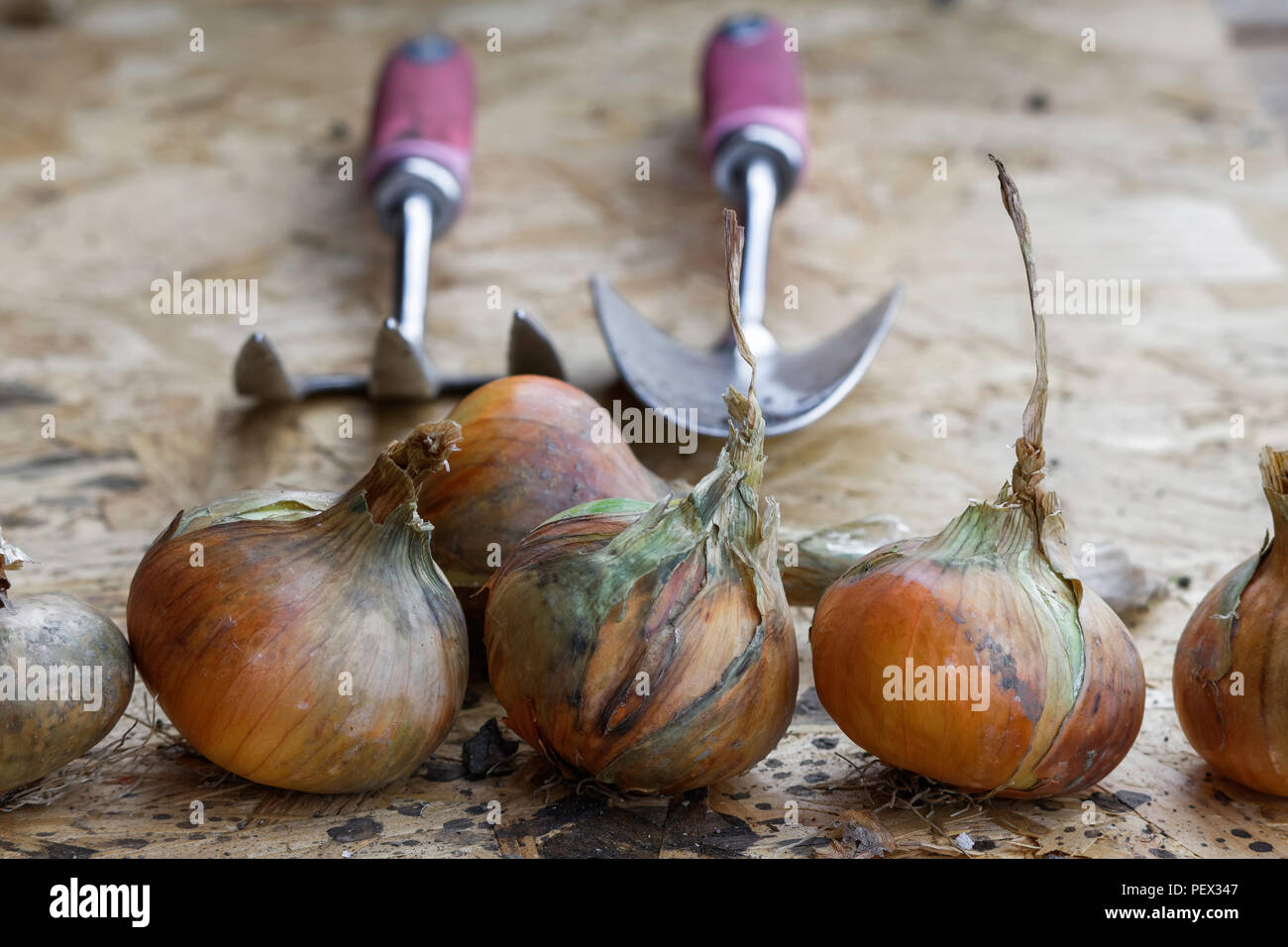 Onions drying on greenhouse bench Stock Photo - Alamy