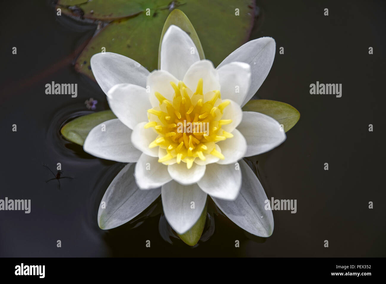 Nymphaea pygmaea alba hi-res stock photography and images - Alamy