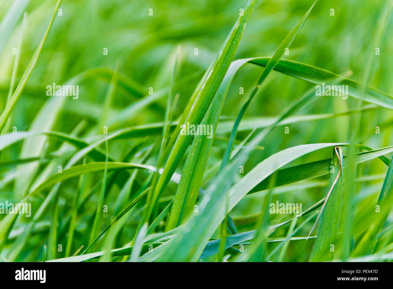 Summer picture of saturate green grass texture Stock Photo - Alamy