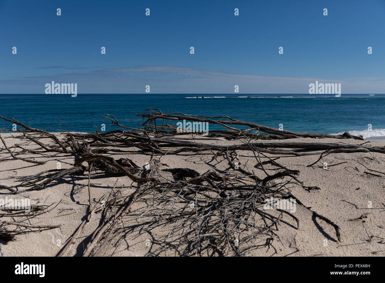 The dried wood on on the white beach with the blue sky and ocean in the ...