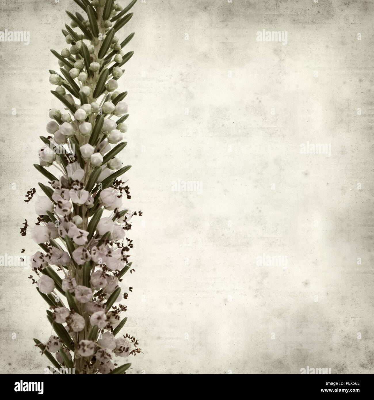 textured old paper background with pink flowering heather Stock Photo ...