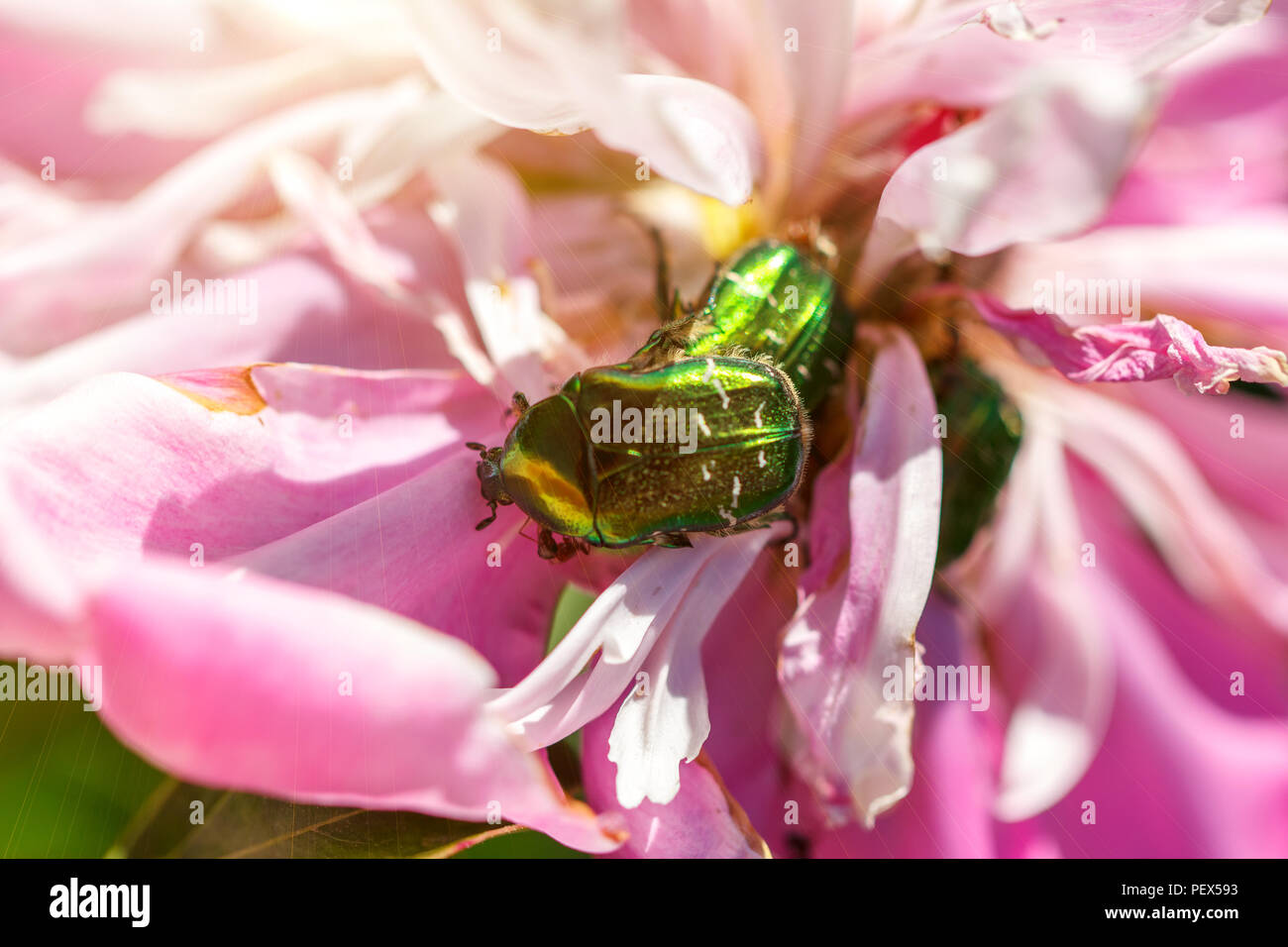 may bugs sit on a pink flower Stock Photo - Alamy