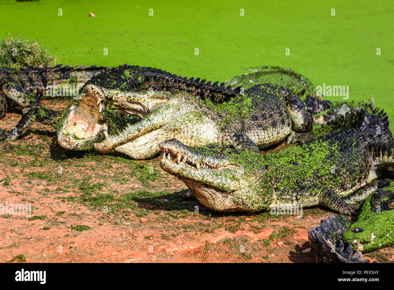 Australian croc hi-res stock photography and images - Alamy