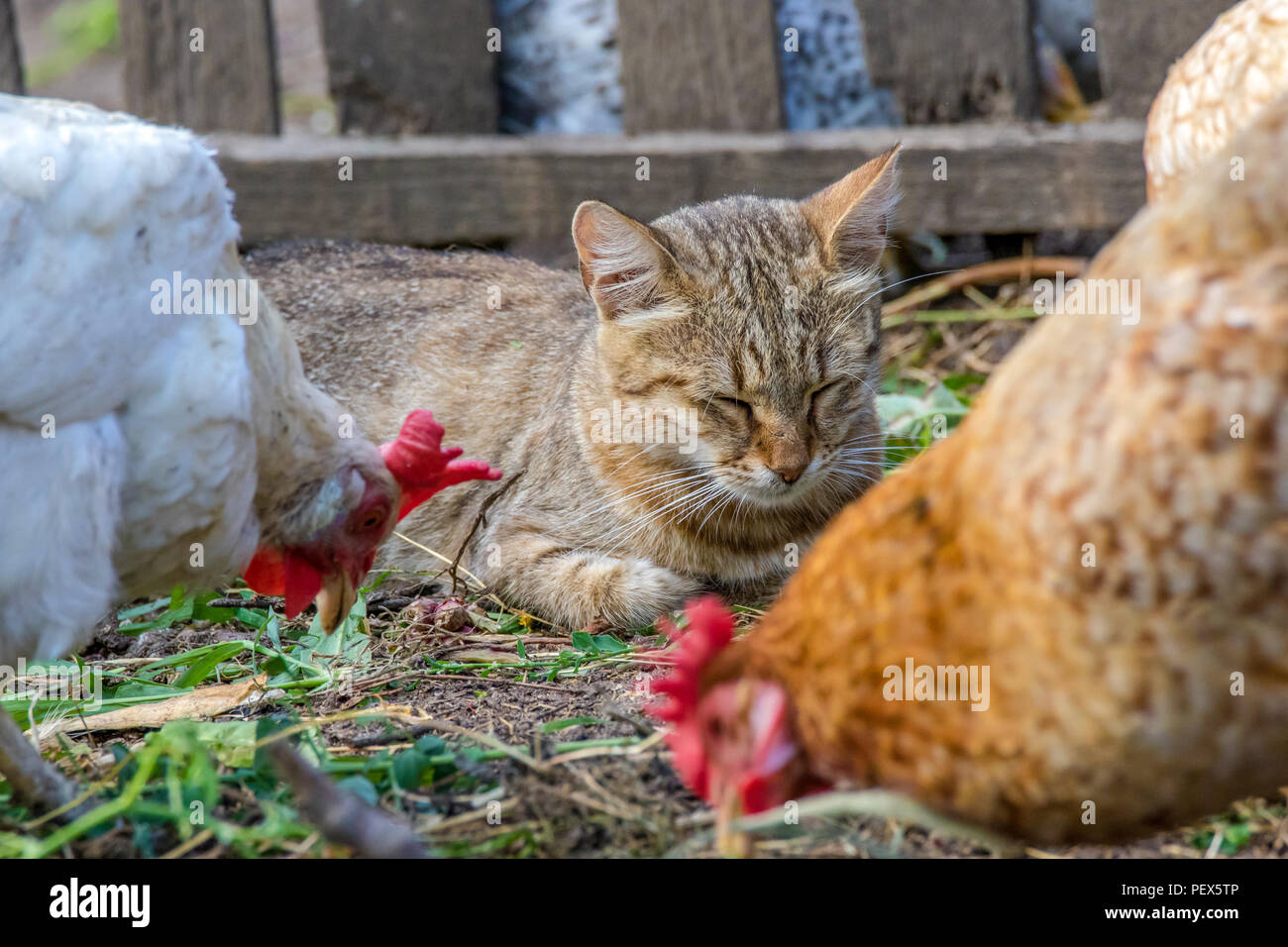 image of a domestic cat watching the chickens Stock Photo - Alamy