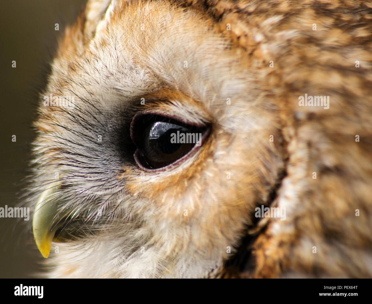 Tawny Owl (Strix Aluco Stock Photo - Alamy