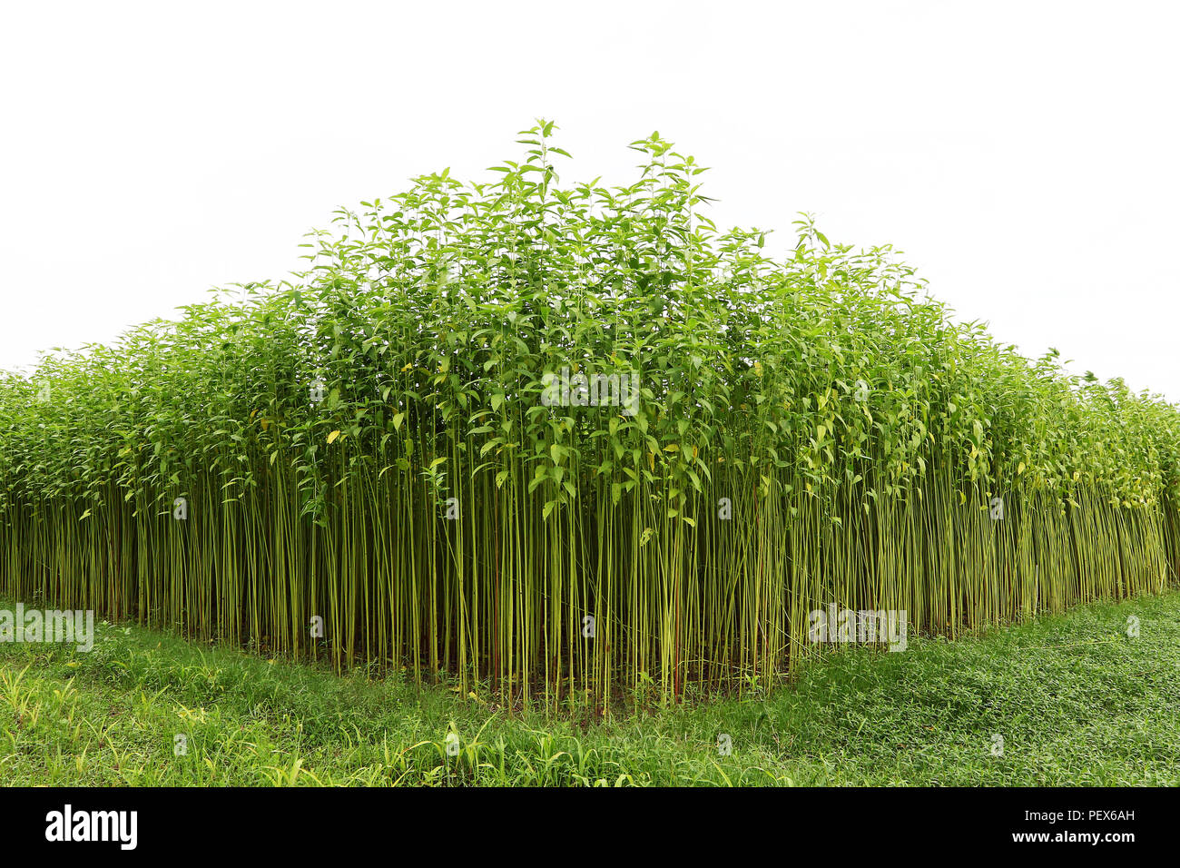 Jute field hi-res stock photography and images - Alamy