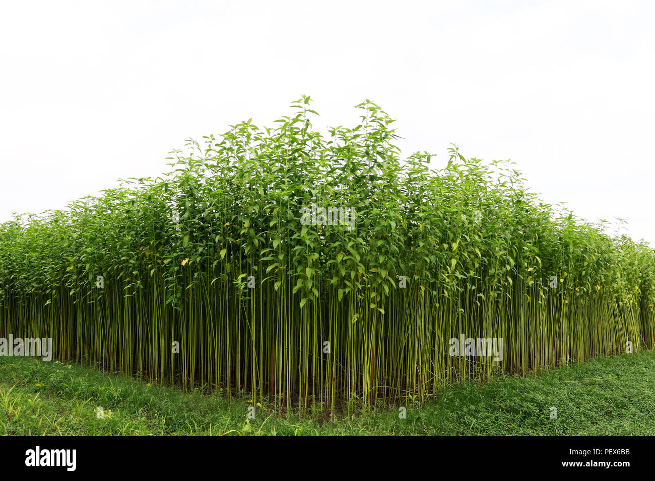 Jute field hi-res stock photography and images - Alamy