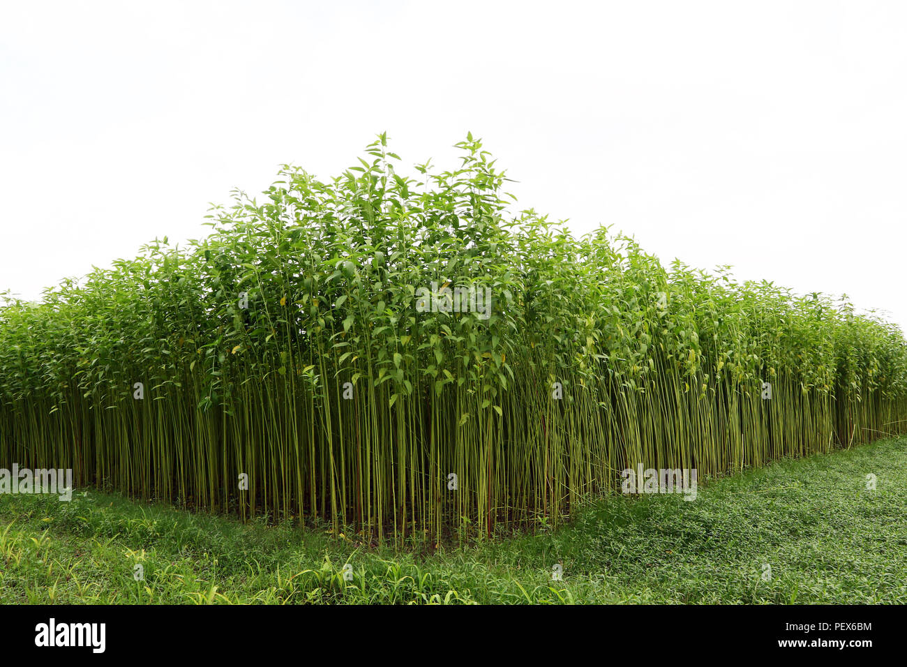 Jute field hi-res stock photography and images - Alamy
