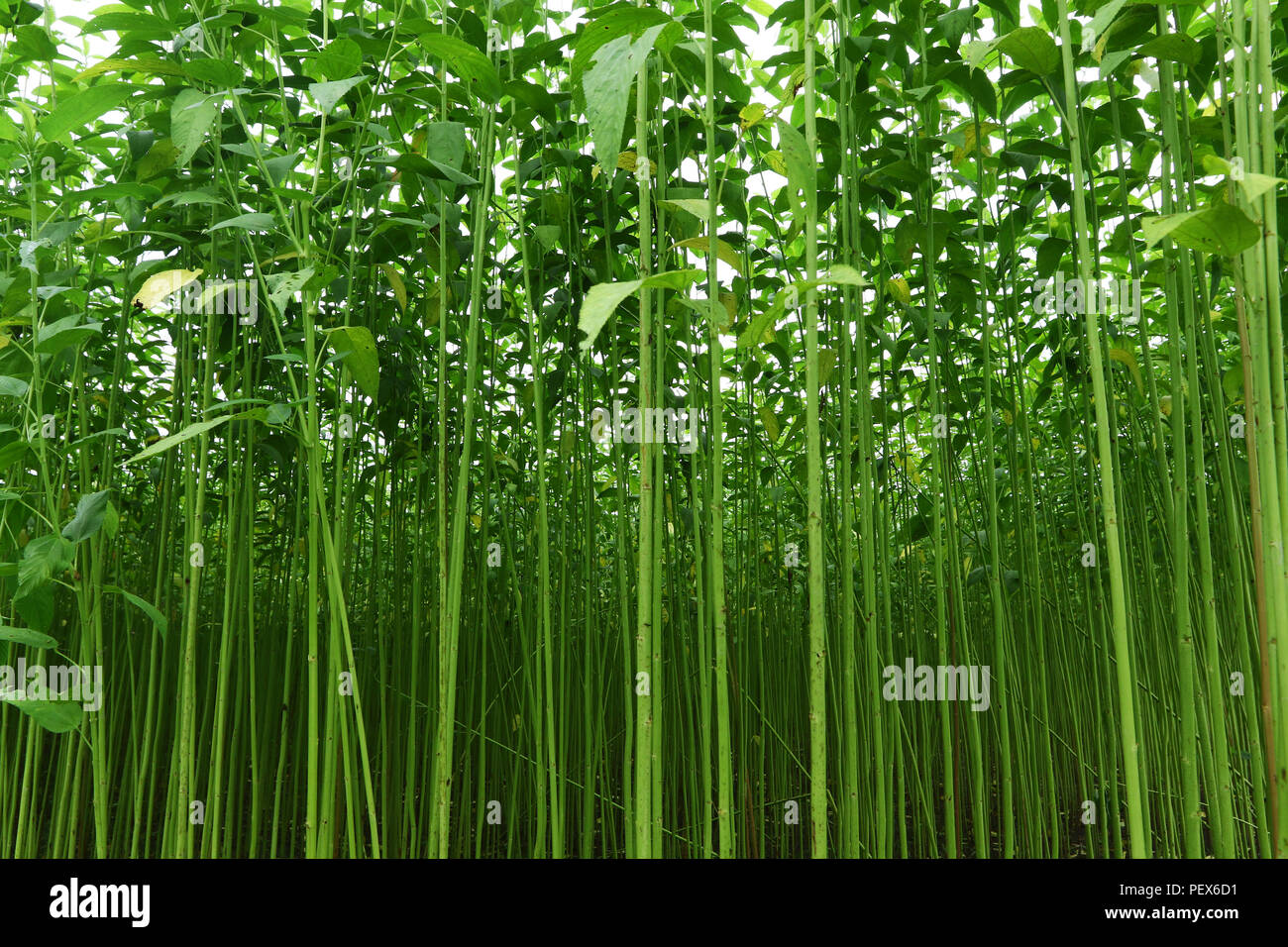Jute Plant Field