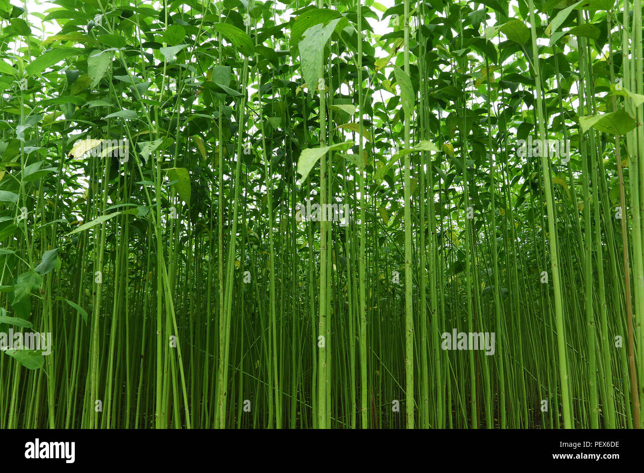 Jute field hi-res stock photography and images - Alamy