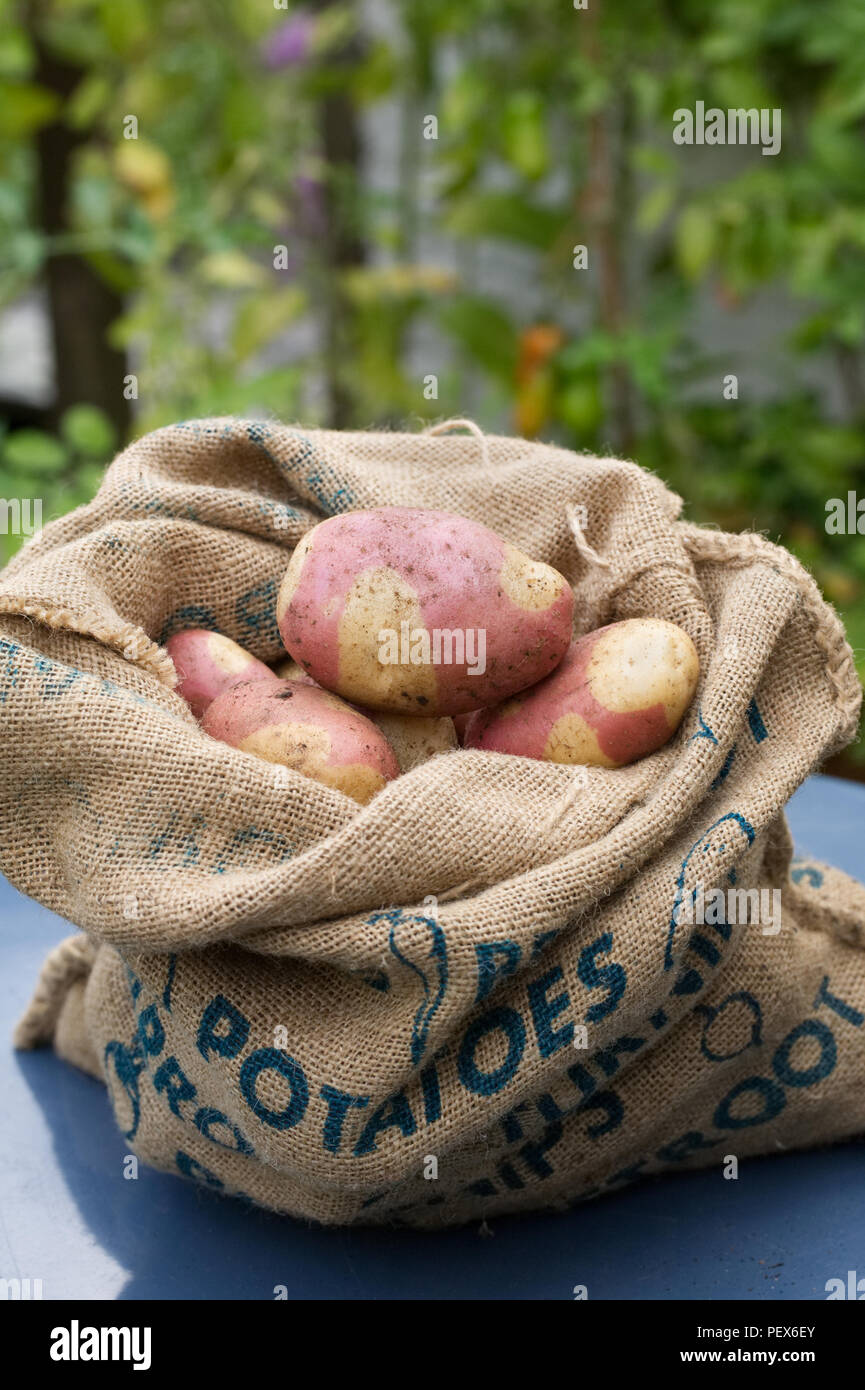 Solanum tuberosum 'Pink Gypsy'. Freshly harvested Potato 'Pink Gypsy ...