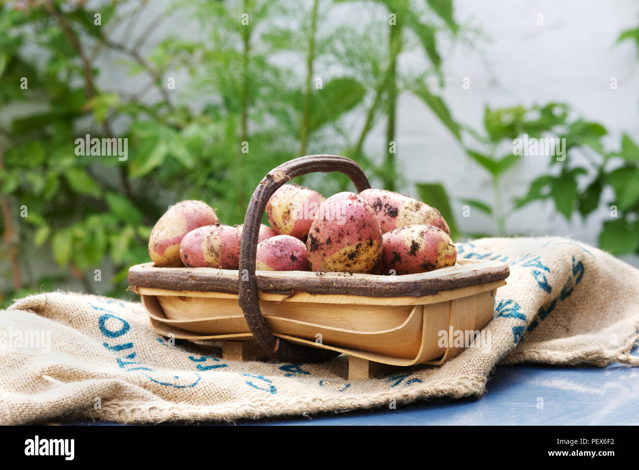 Solanum tuberosum 'Pink Gypsy'. Freshly harvested Potato 'Pink Gypsy ...