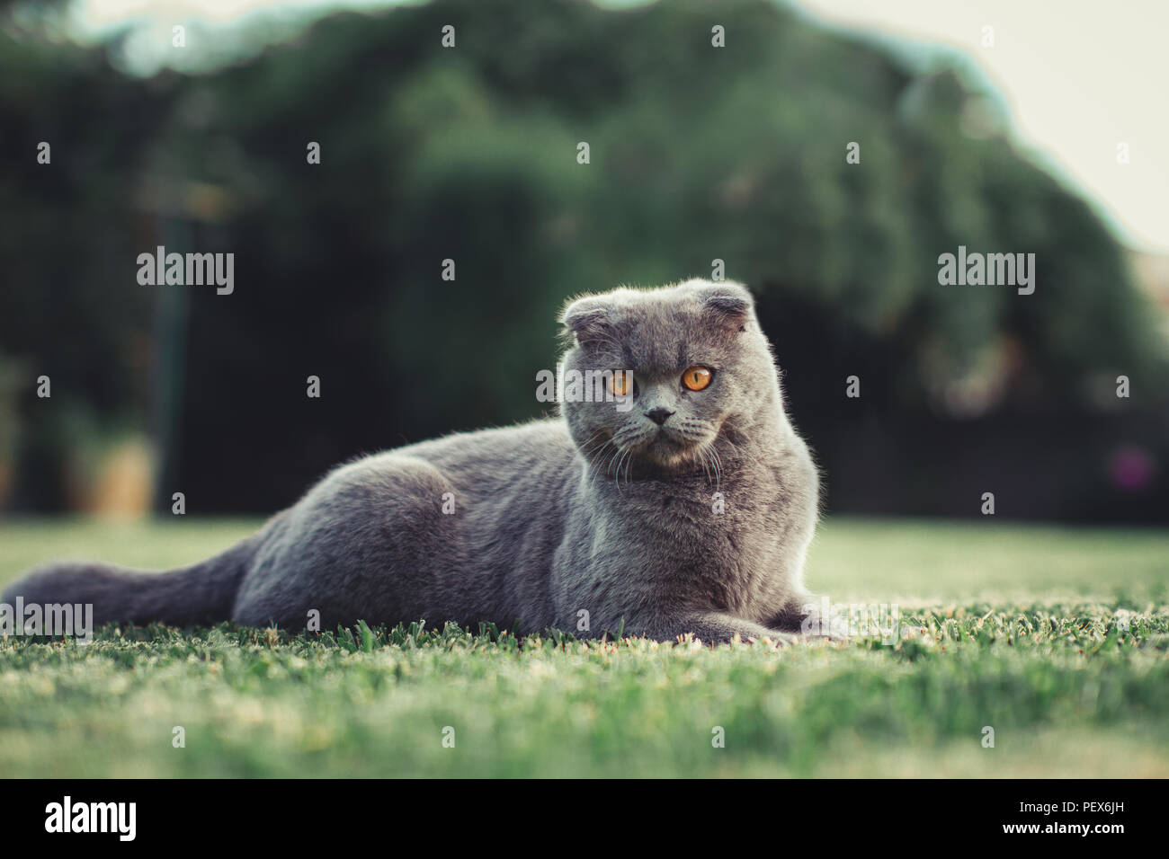 Scottish fold cats hi-res stock photography and images - Alamy
