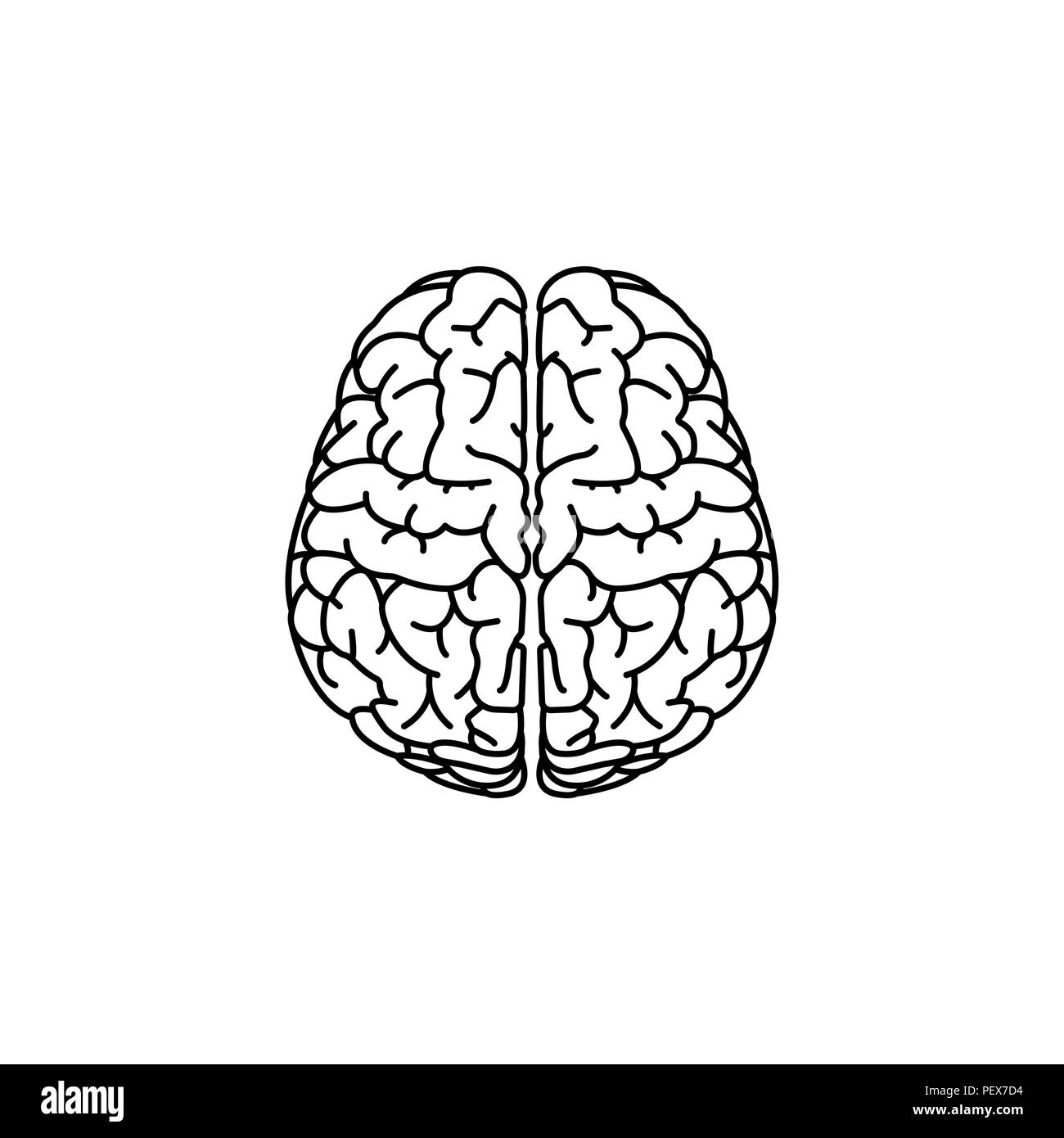 Brain line icon. vector illustration black on white background Stock ...