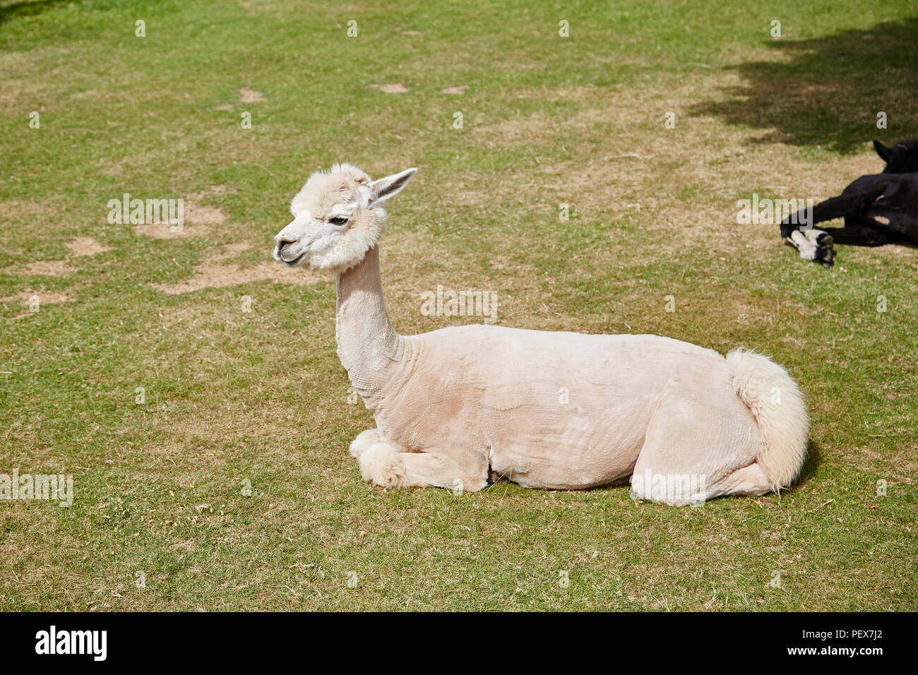 White alpaca face hi-res stock photography and images - Alamy