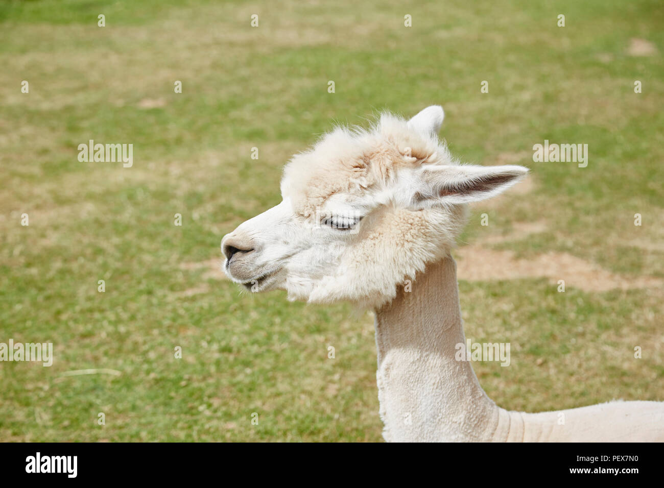 White alpaca hi-res stock photography and images - Alamy