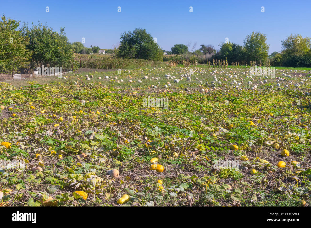 Peasant field with pumpkin using mostly as farm animal provender in ...