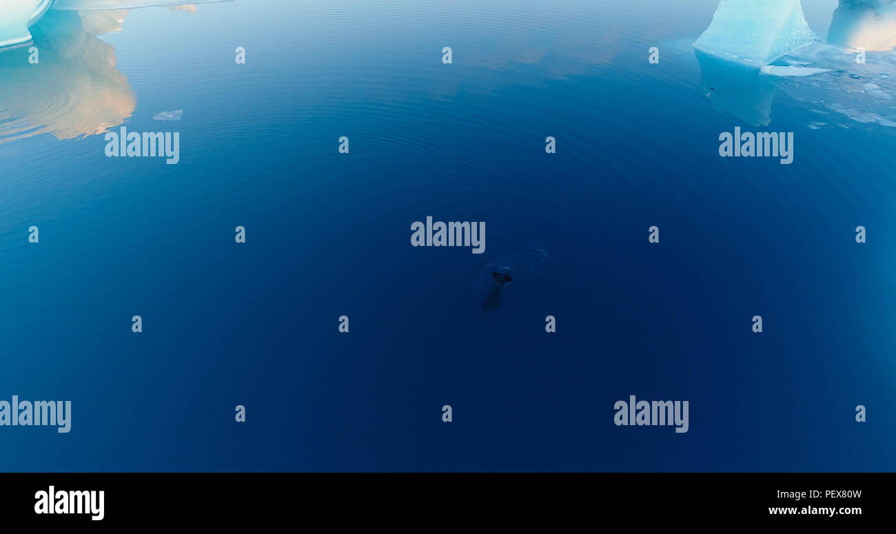 Aerial ice seals hi-res stock photography and images - Alamy