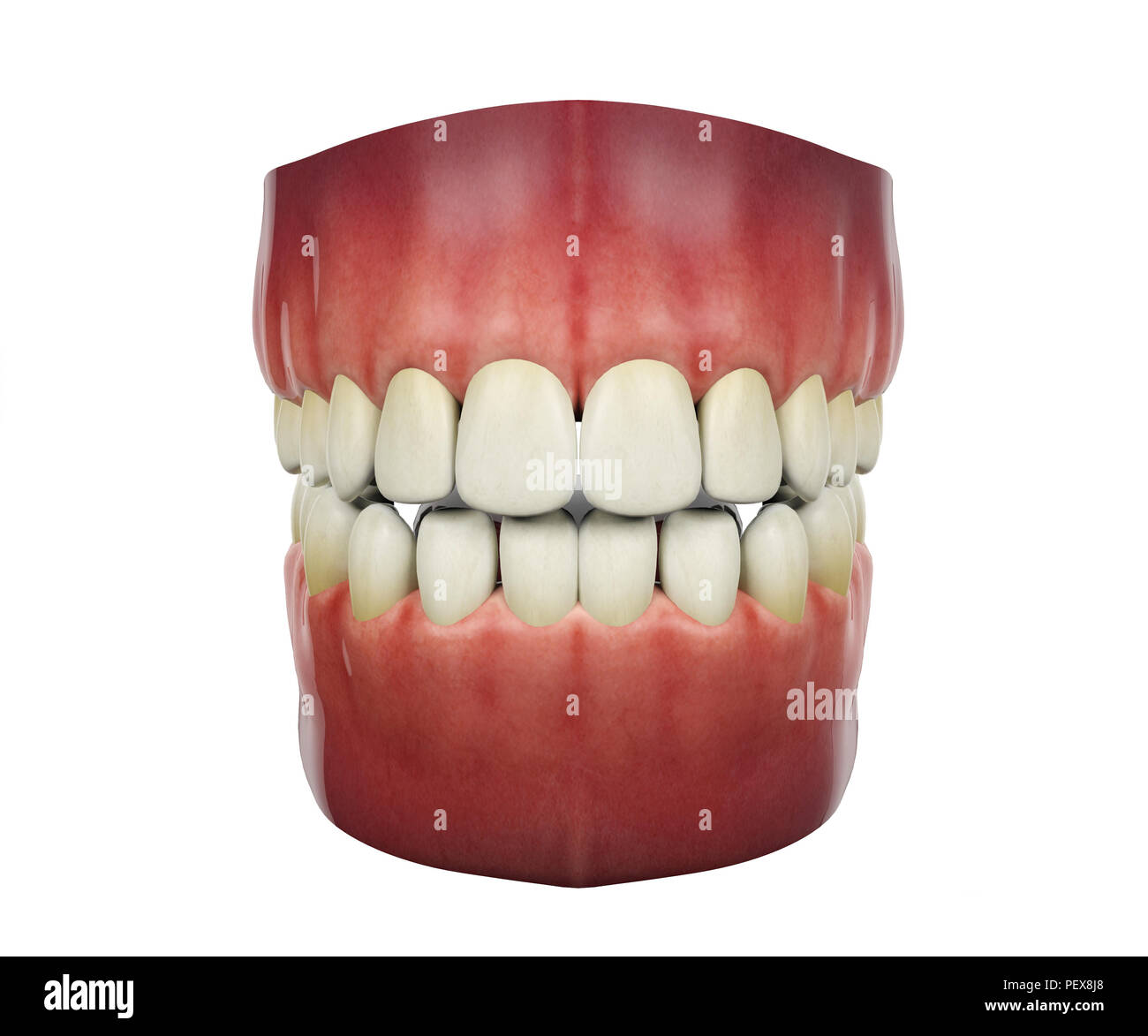 Human teeth and 3d hi-res stock photography and images - Alamy