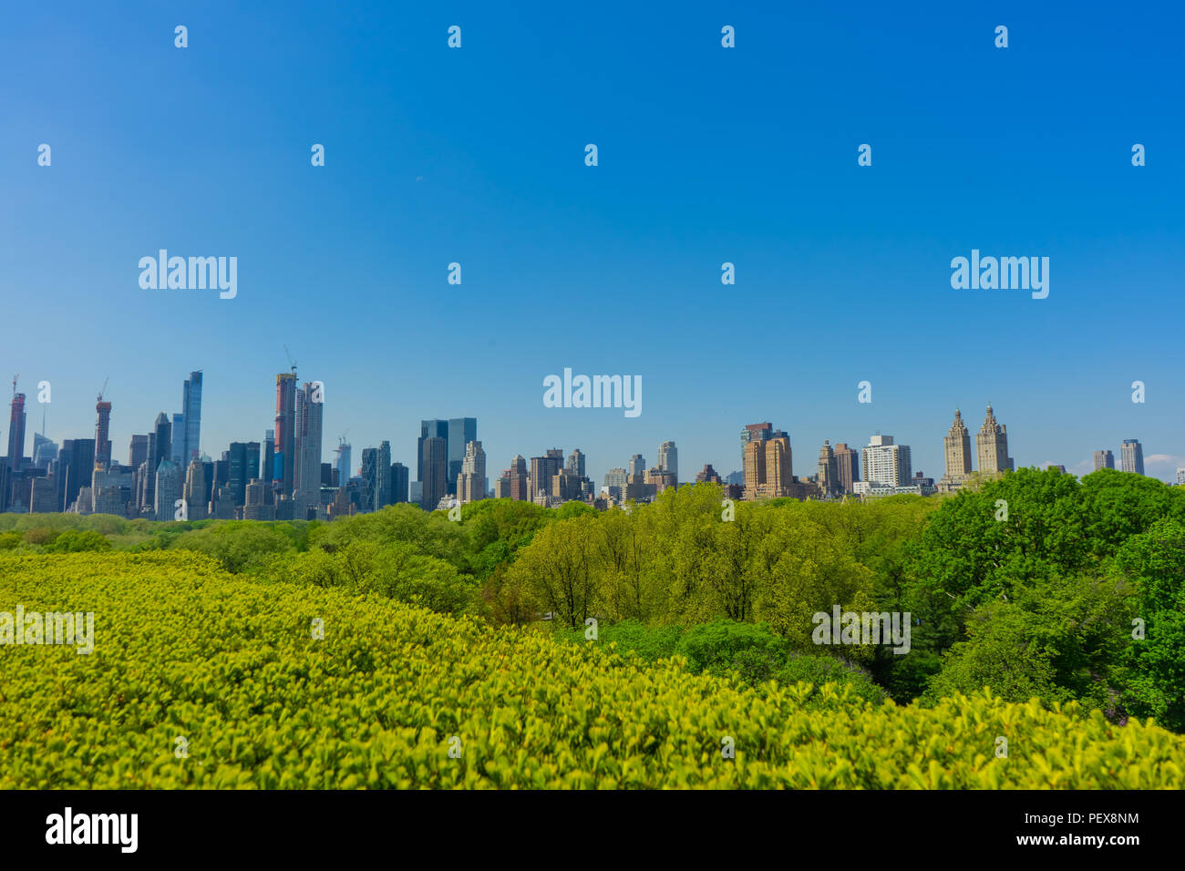 Treetop view hi-res stock photography and images - Alamy