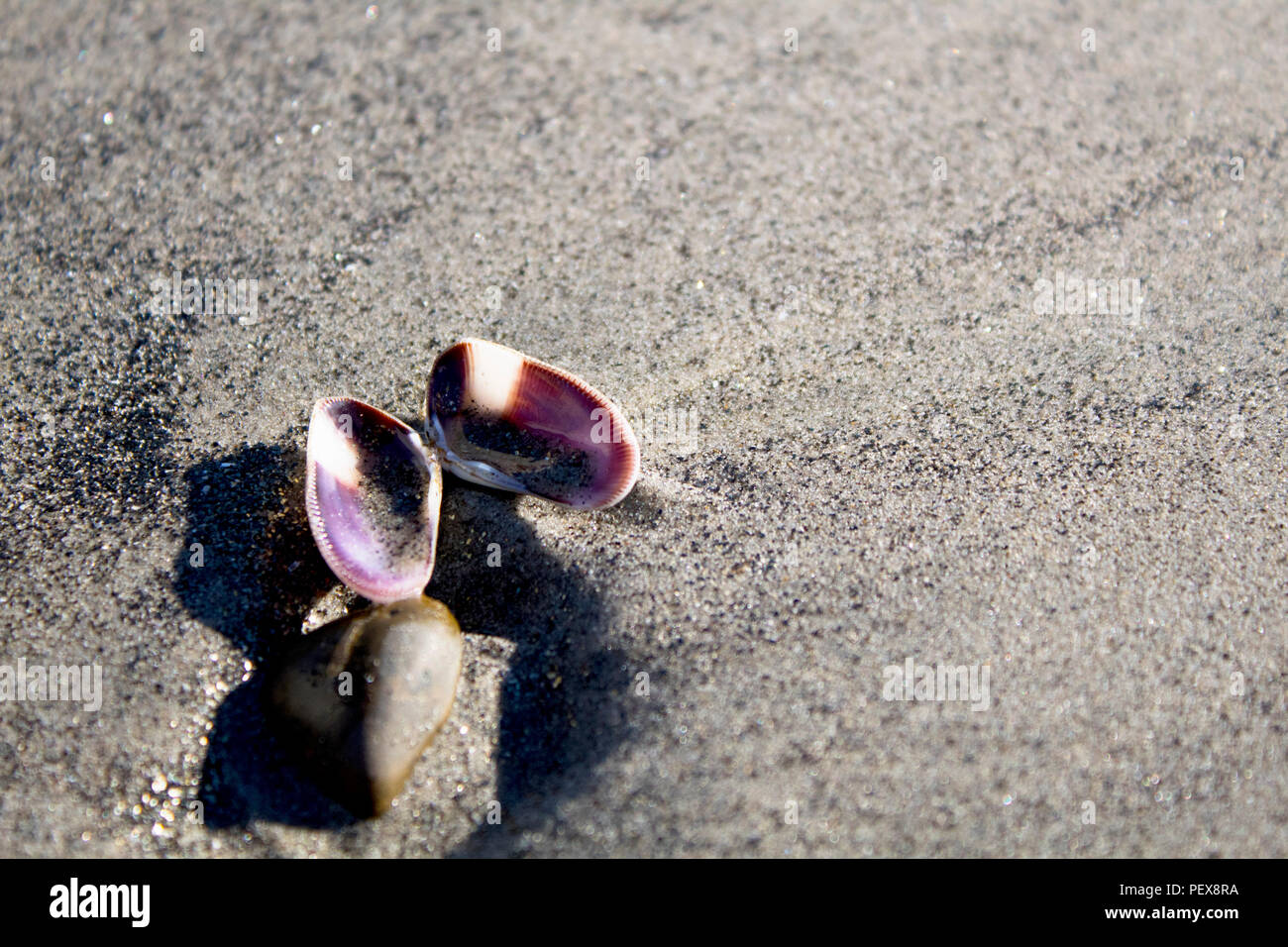 Small clam shell hi-res stock photography and images - Alamy