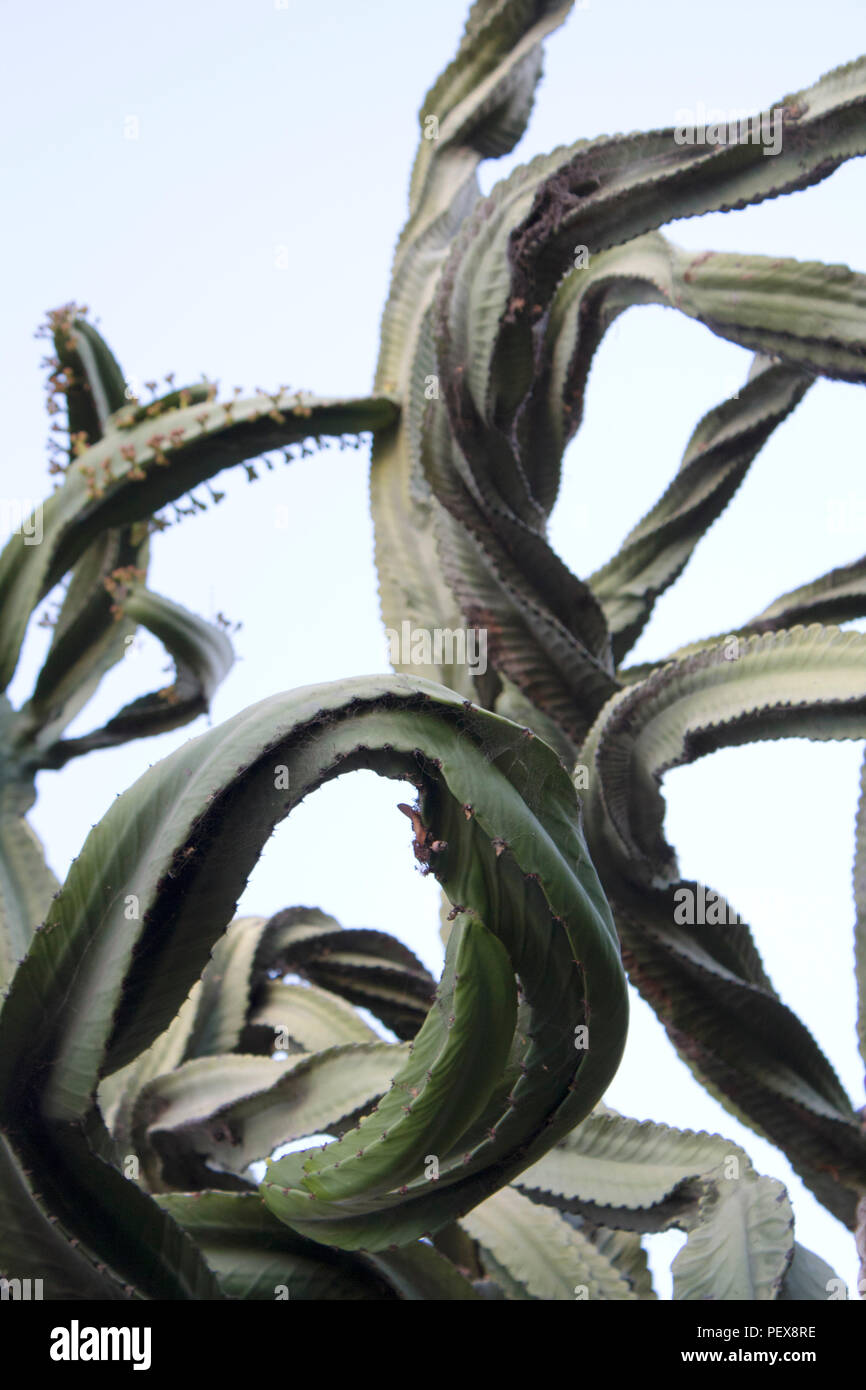 Candelabra tree cactus hi-res stock photography and images - Alamy