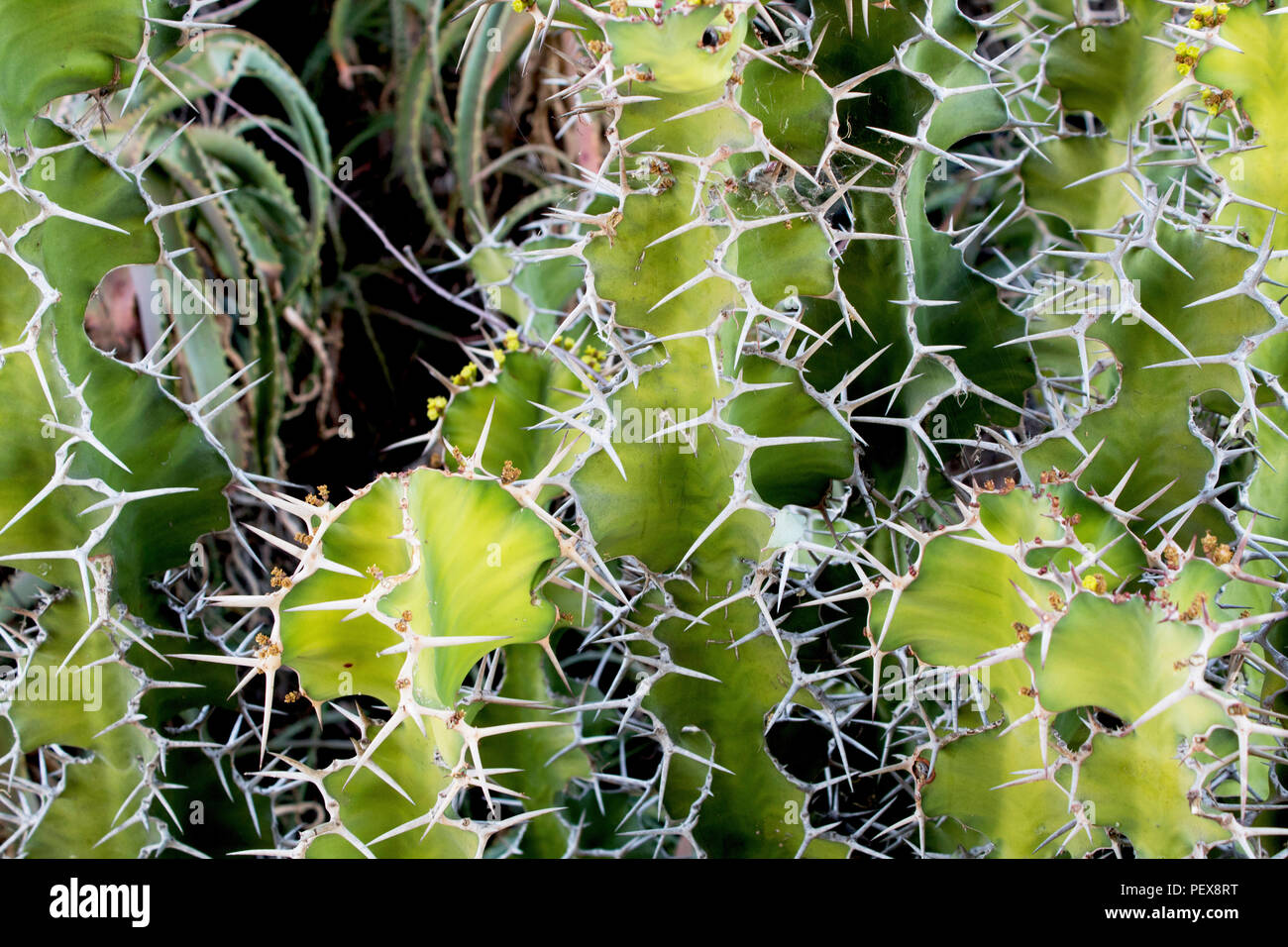Group thorny cacti hi-res stock photography and images - Alamy