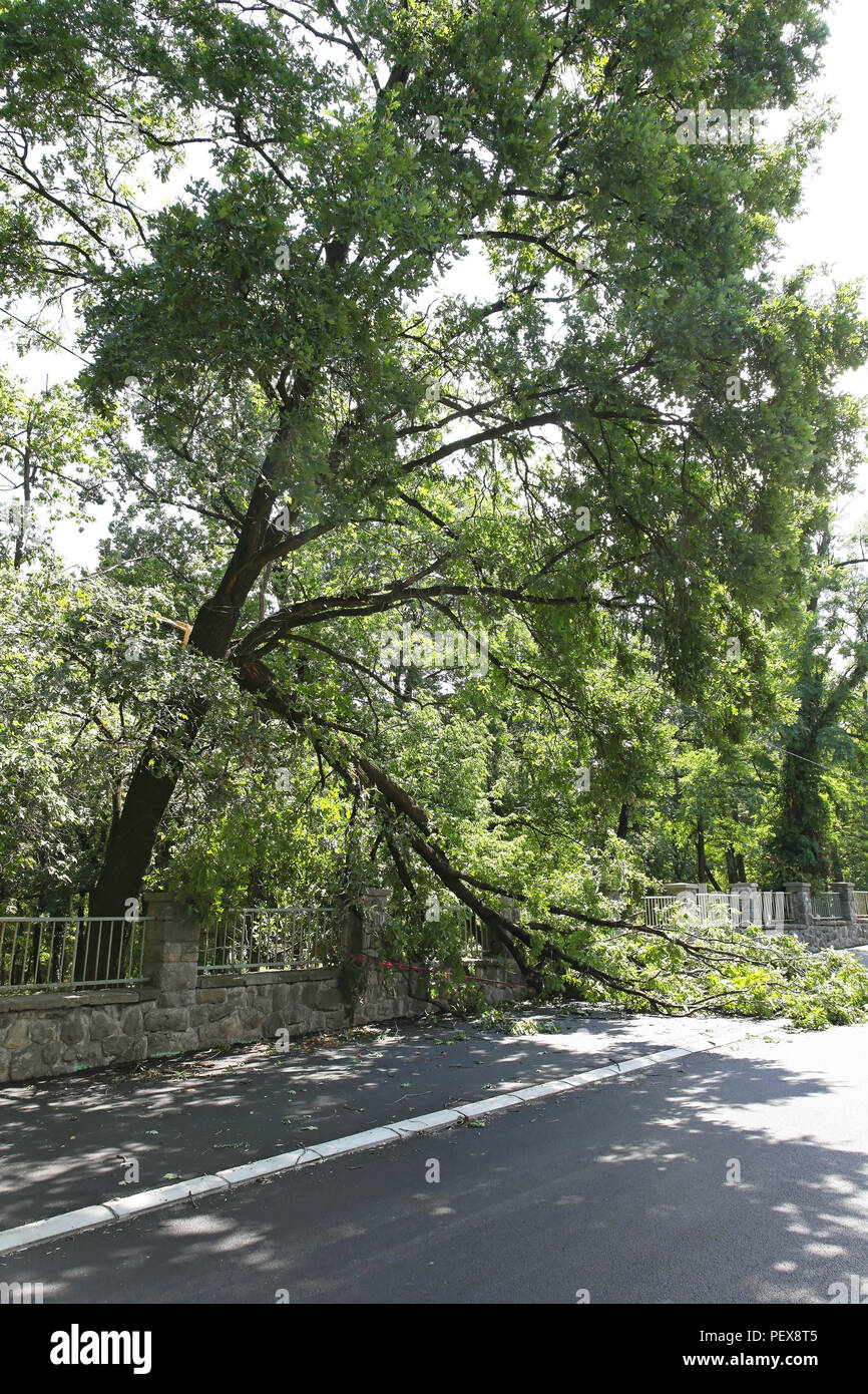 Broken tree branch hi-res stock photography and images - Alamy