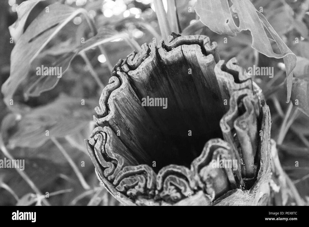 Black and white closeup of cut off jungle tree stalk Stock Photo - Alamy