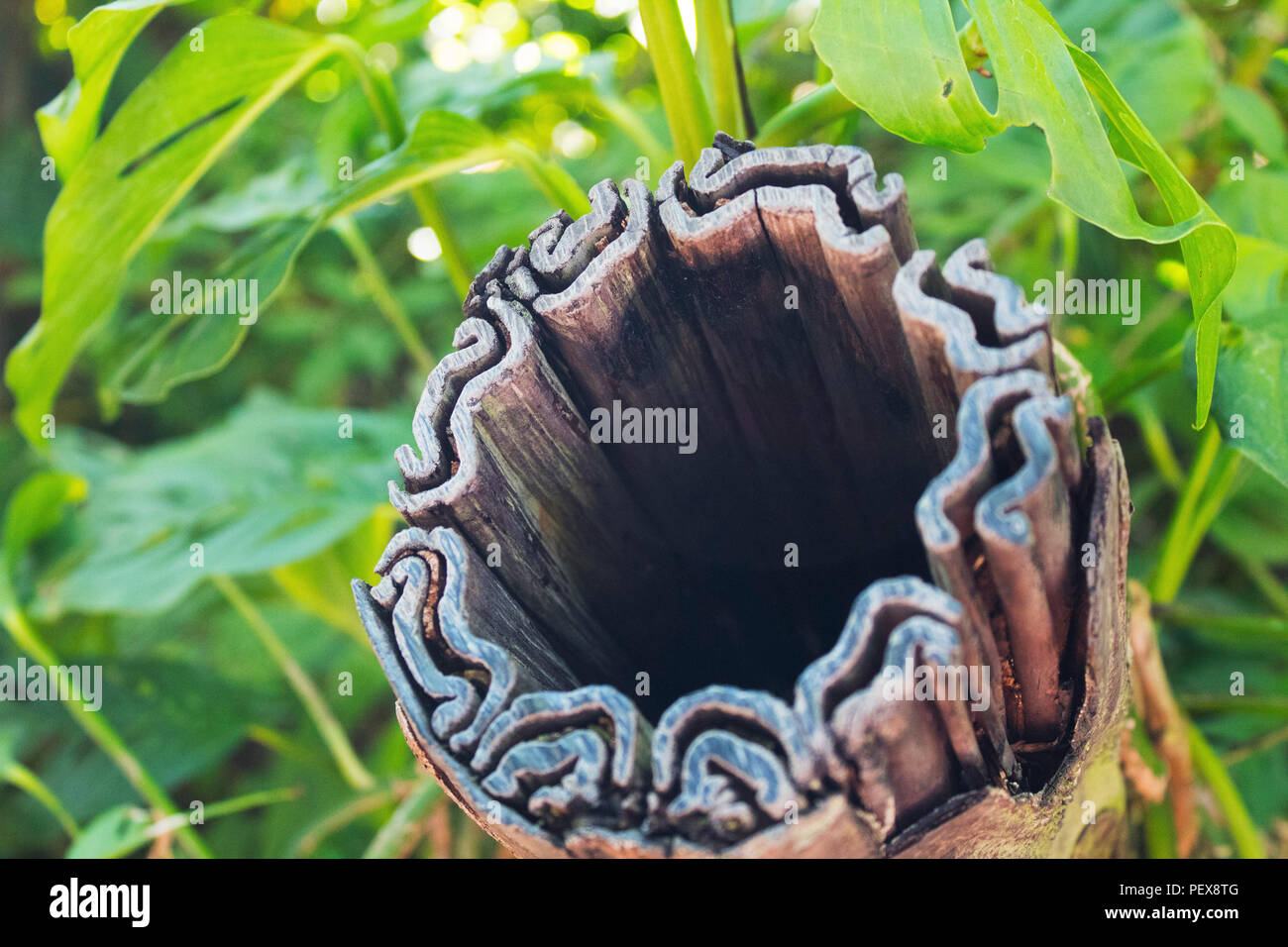 Tree stalk hi-res stock photography and images - Alamy