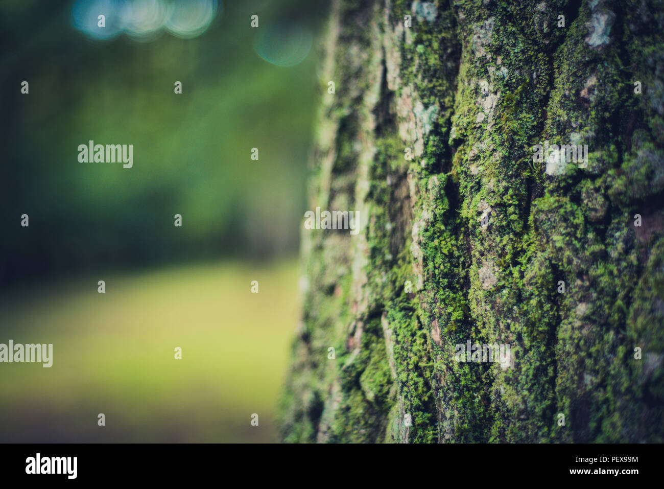 Textured tree trunk background, Woodland, UK Stock Photo - Alamy