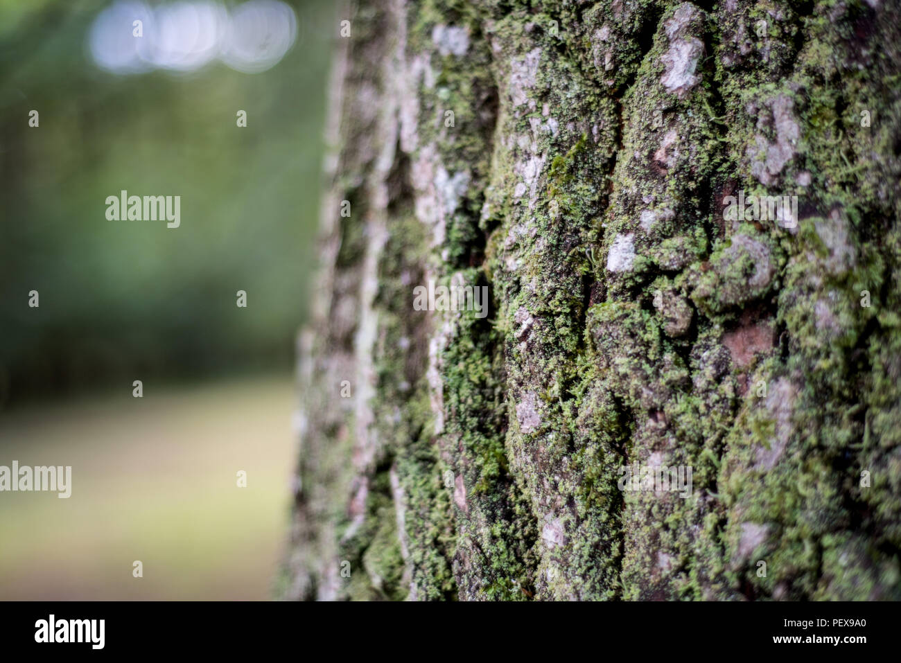 Textured tree trunk background, Woodland, UK Stock Photo - Alamy