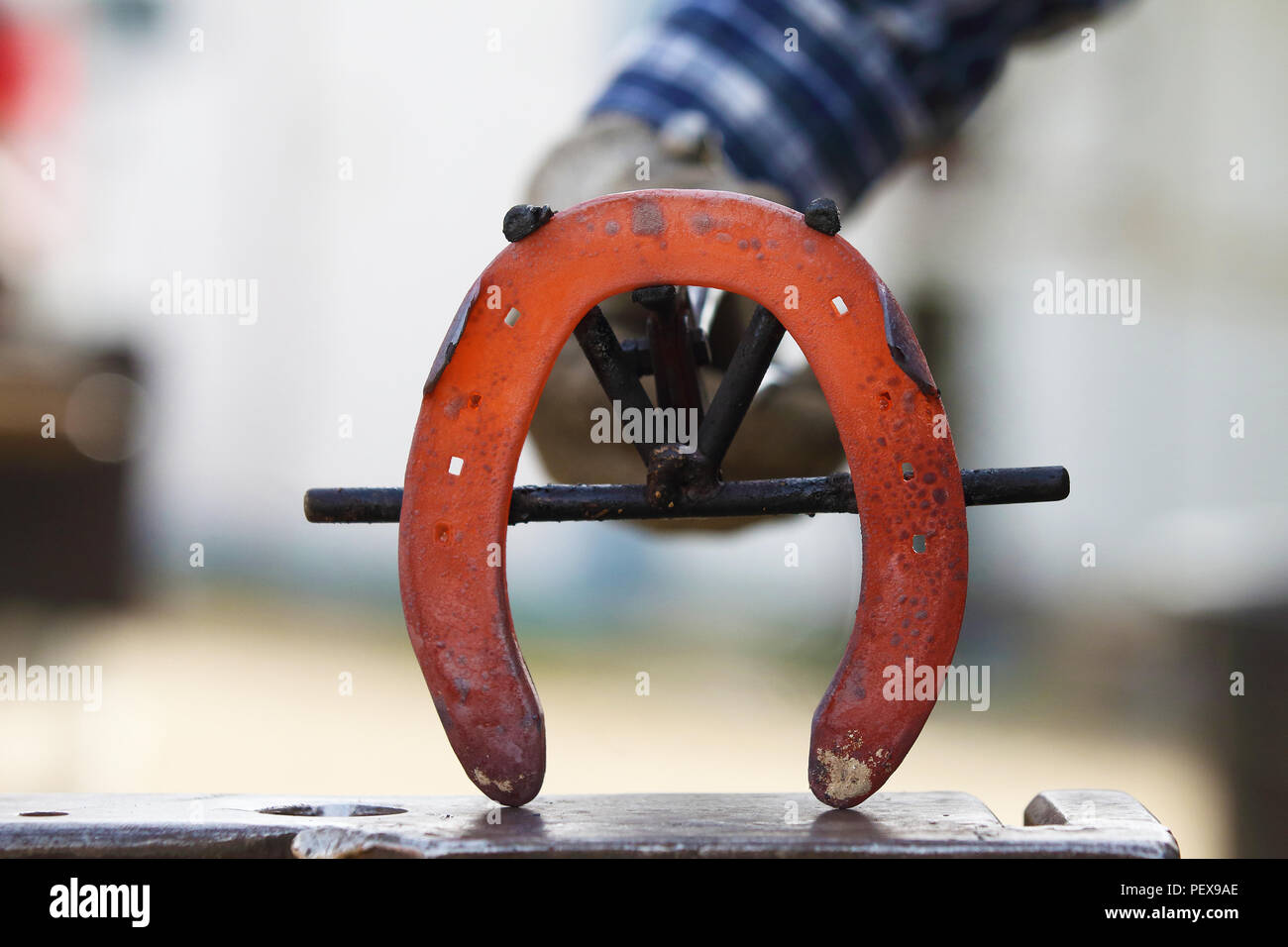 How to shoe an horse Stock Photo - Alamy