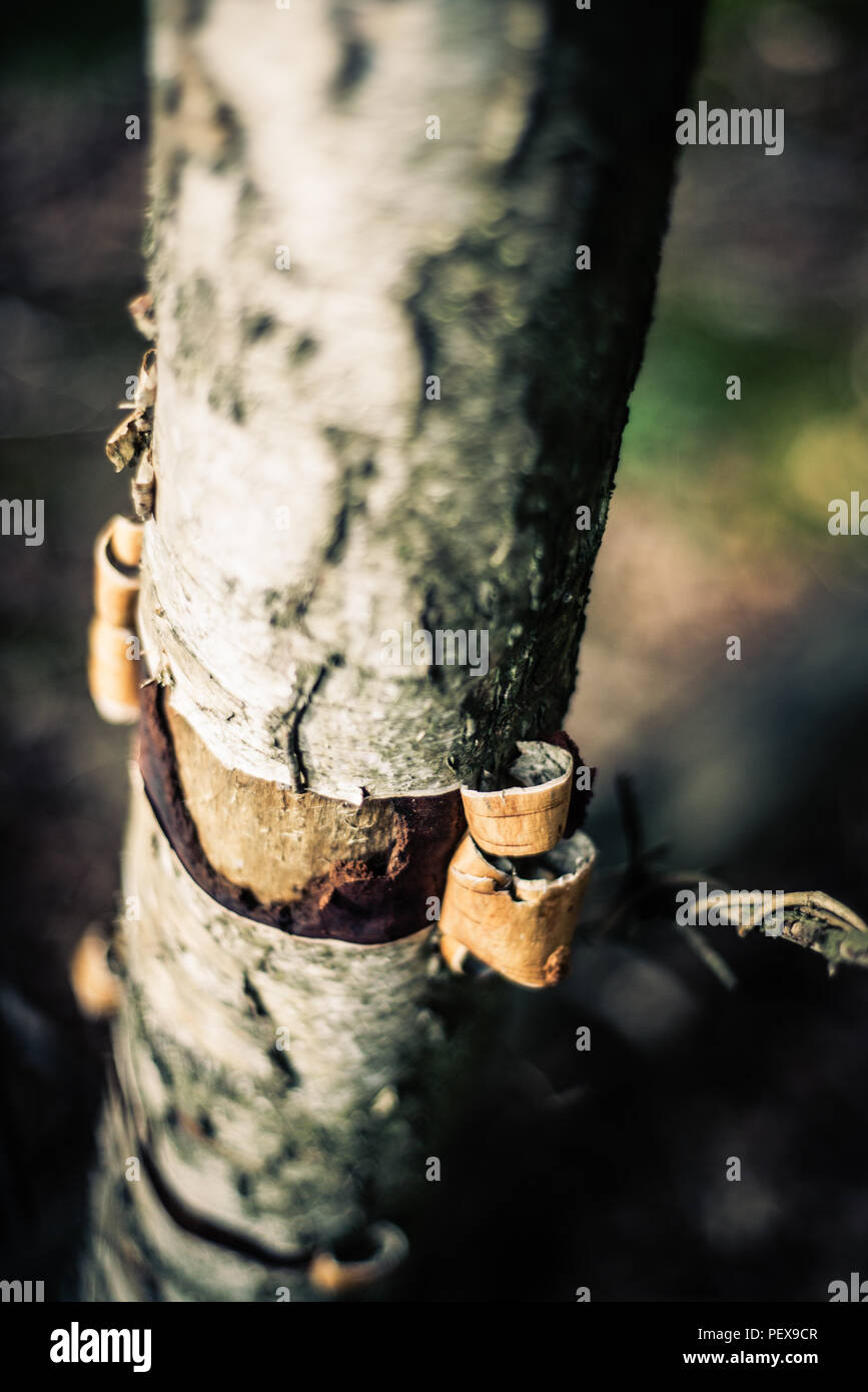 Tree bark, background, Woodland, UK Stock Photo - Alamy
