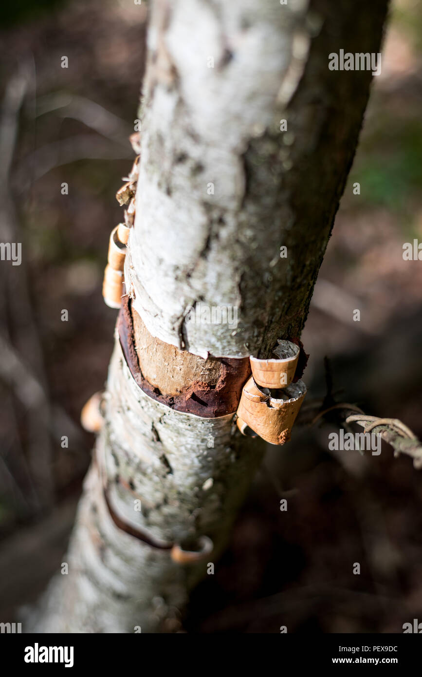 Tree bark, background, Woodland, UK Stock Photo - Alamy