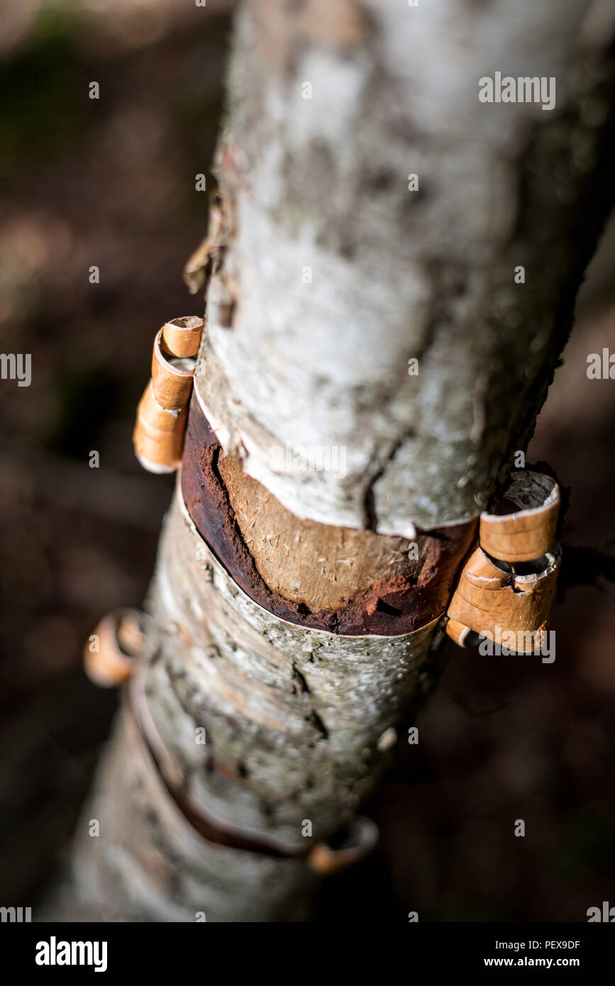 Tree bark, background, Woodland, UK Stock Photo - Alamy