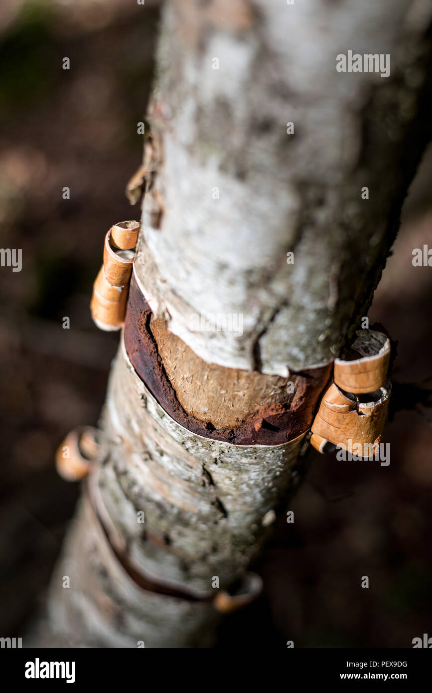 Tree bark, background, Woodland, UK Stock Photo - Alamy