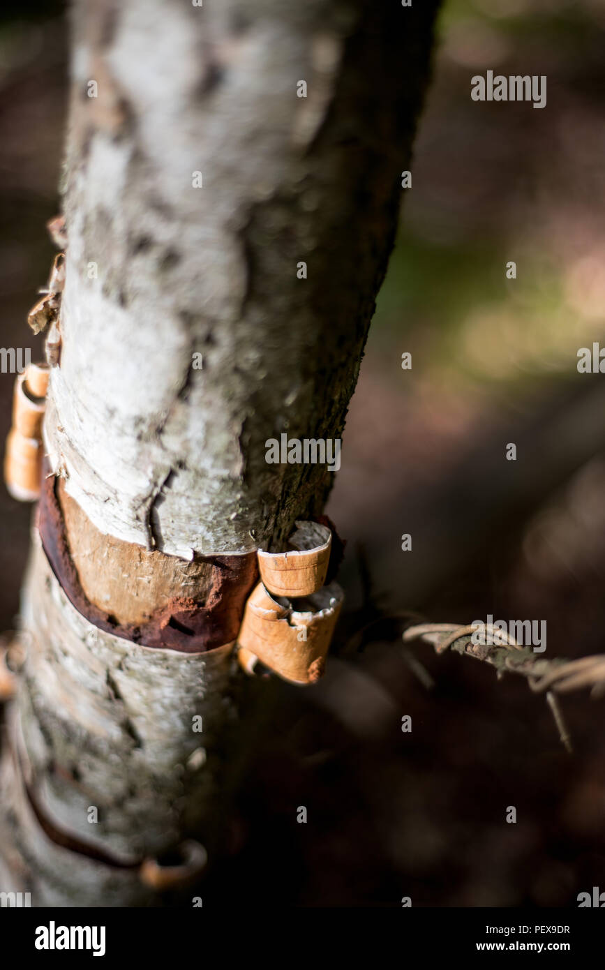 Tree bark, background, Woodland, UK Stock Photo - Alamy