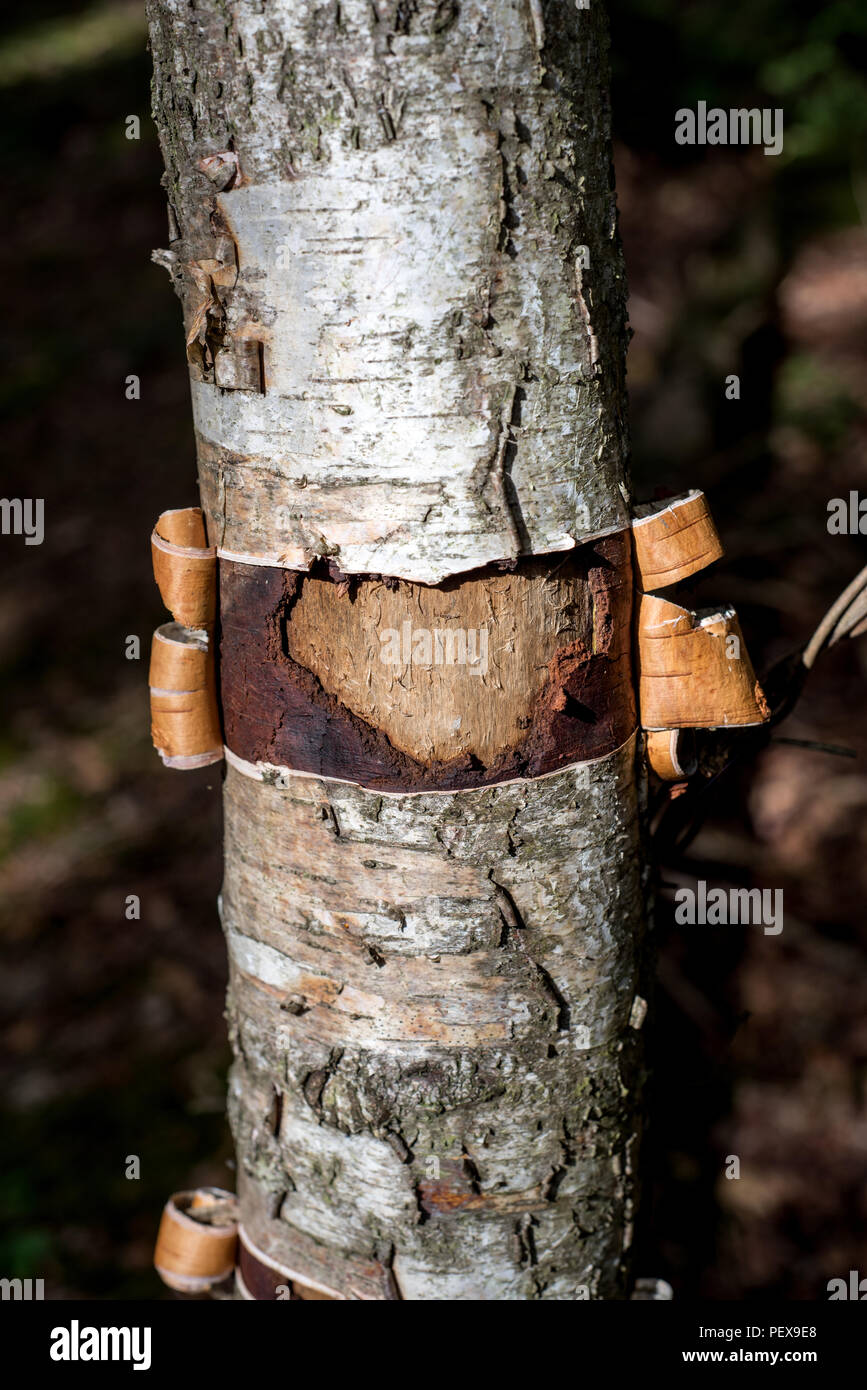 Tree bark, background, Woodland, UK Stock Photo - Alamy