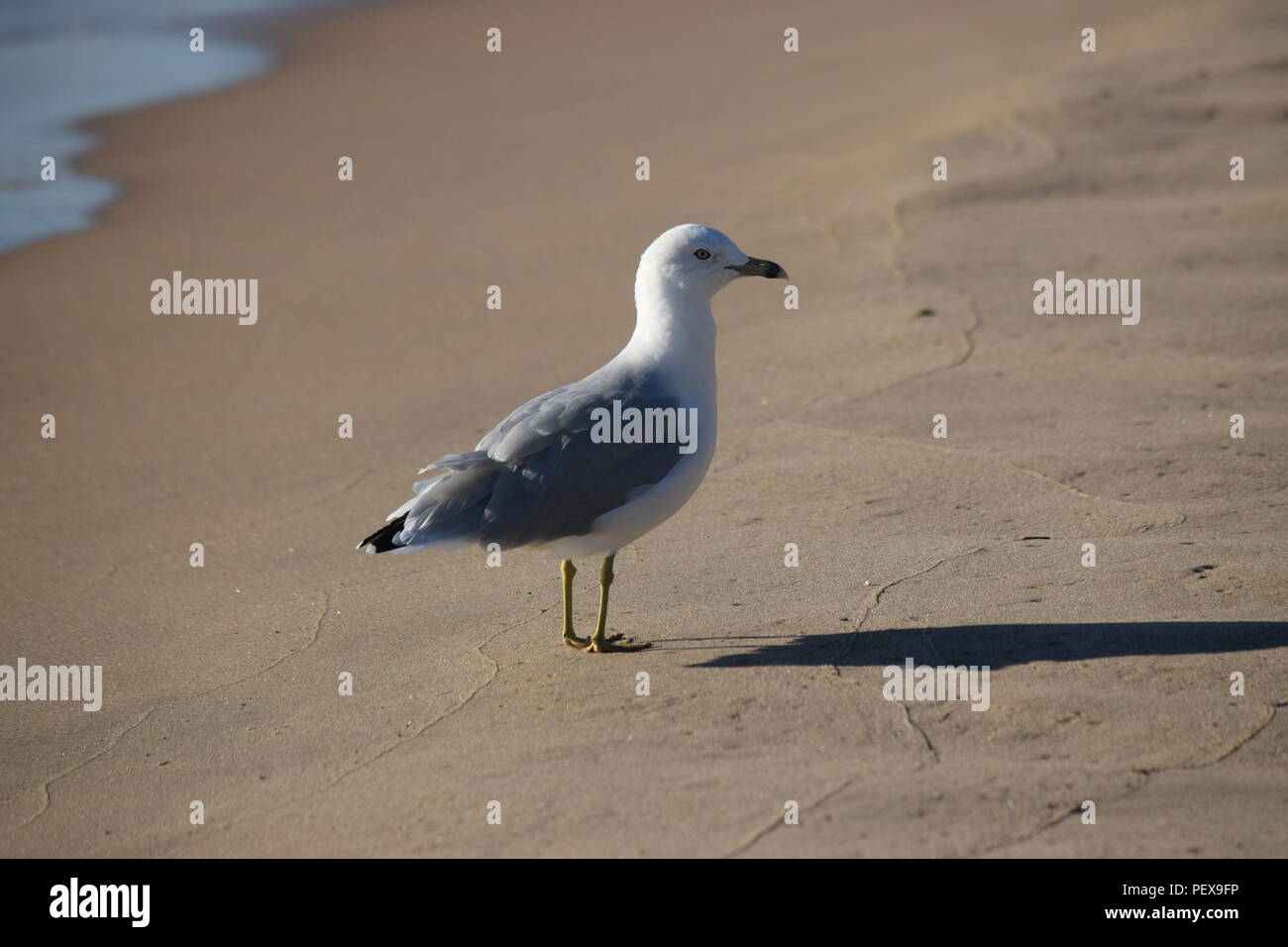 Seagull on the Beach Stock Photo - Alamy