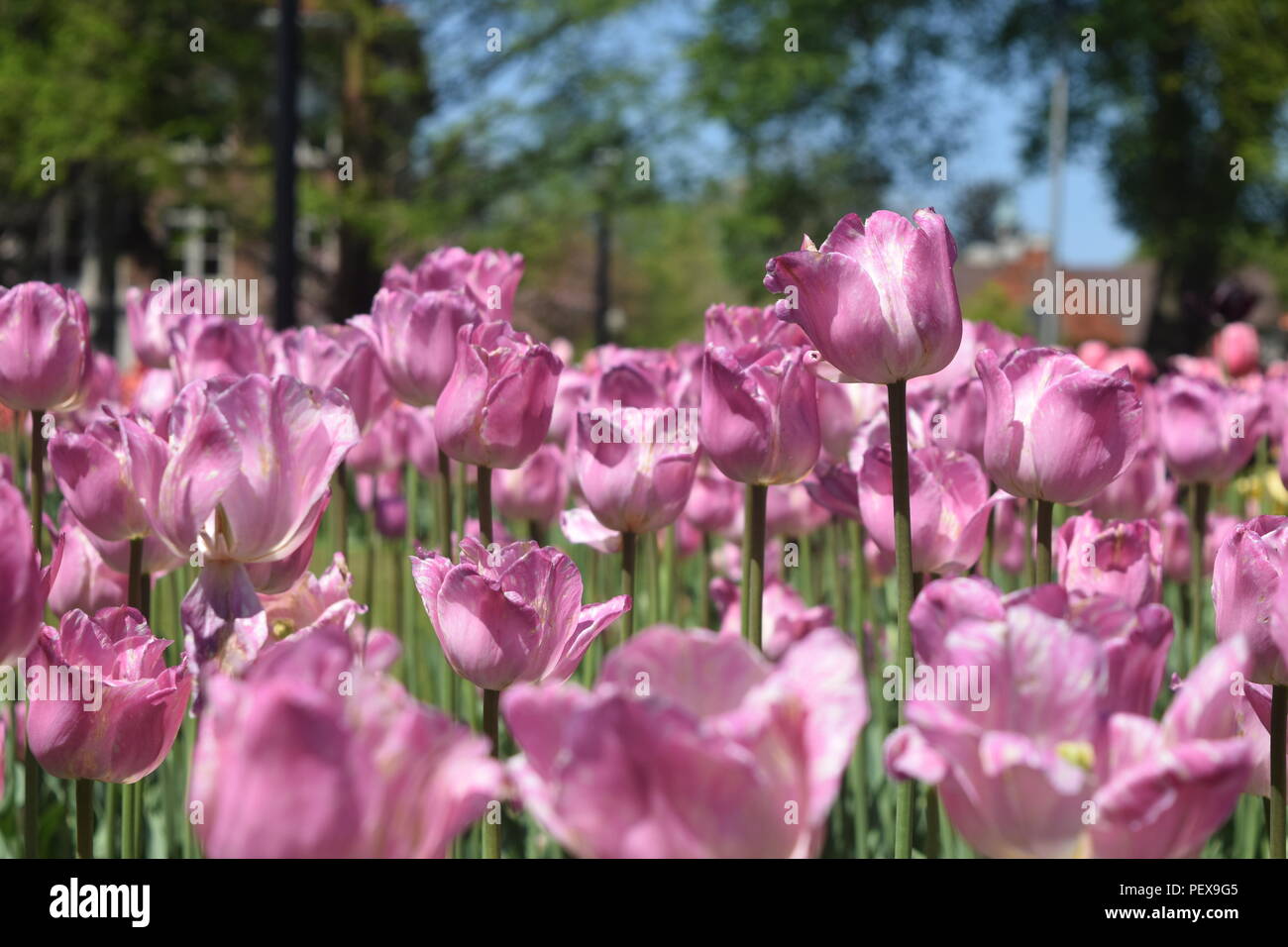 Pretty pink tulips hi-res stock photography and images - Alamy