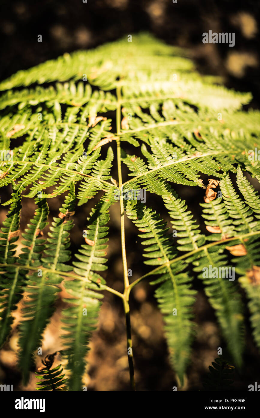 Fern Leaf, close up, Woodland, UK Stock Photo - Alamy