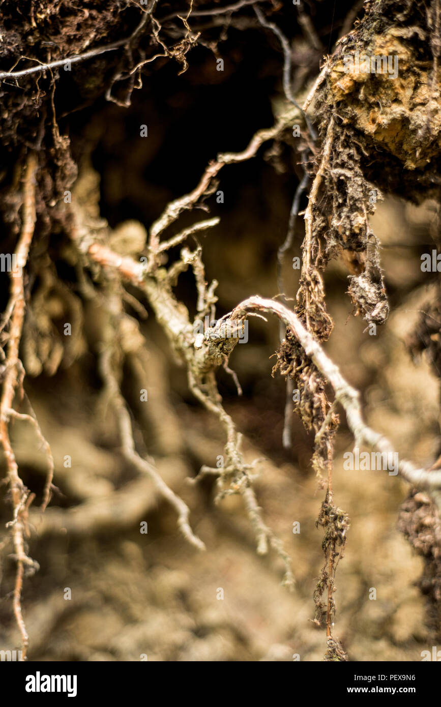 Tree roots, Woodland, UK Stock Photo - Alamy
