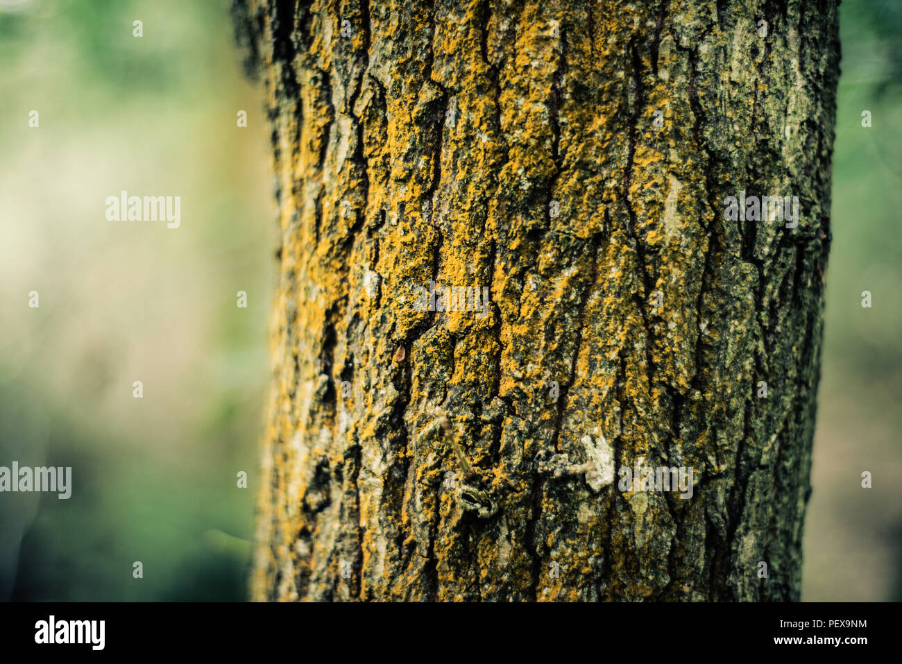 Textured tree trunk, Woodland, UK Stock Photo - Alamy